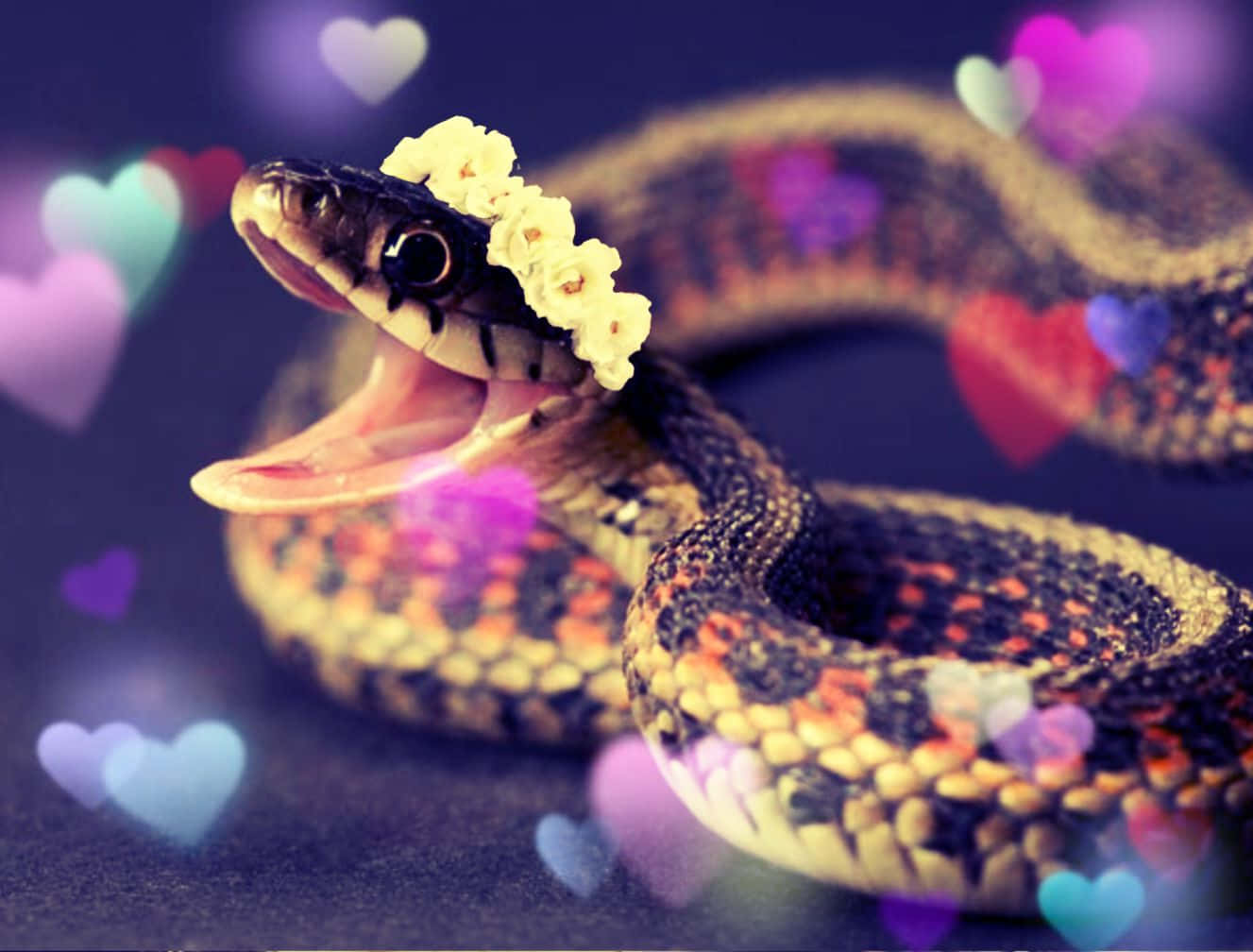Cute Baby Snake Wallpapers - Wallpaper Cave