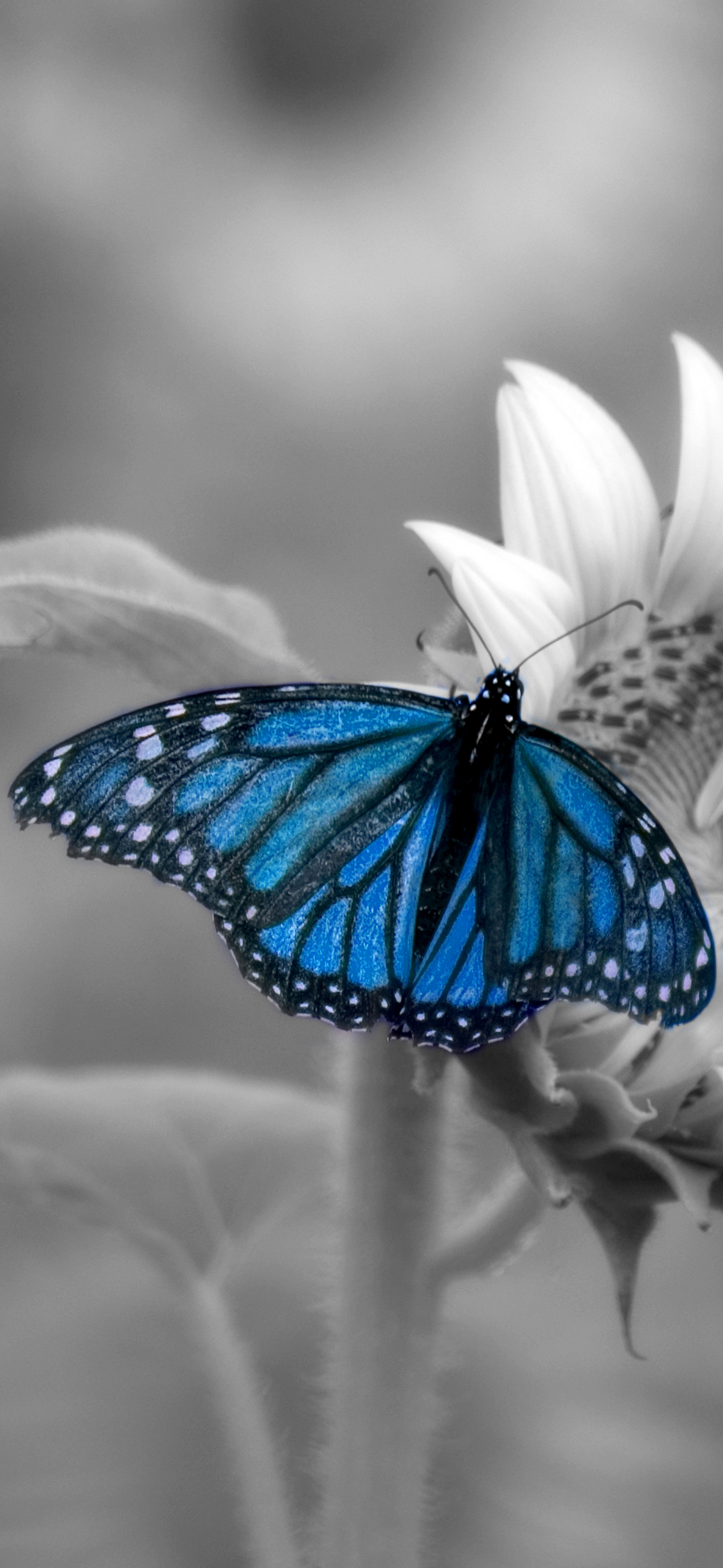 Blue Butterfly iPhone Wallpapers - Wallpaper Cave