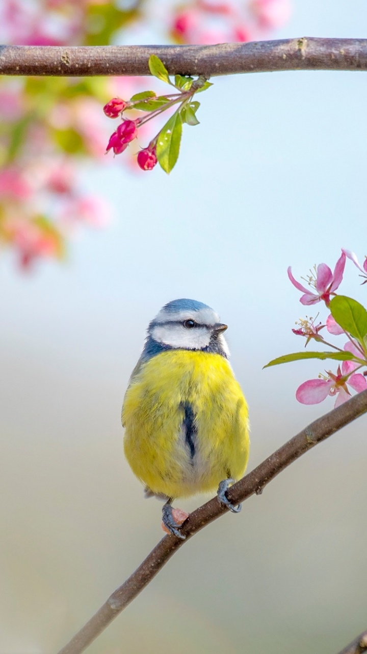 Spring Bird Wallpaper Iphone