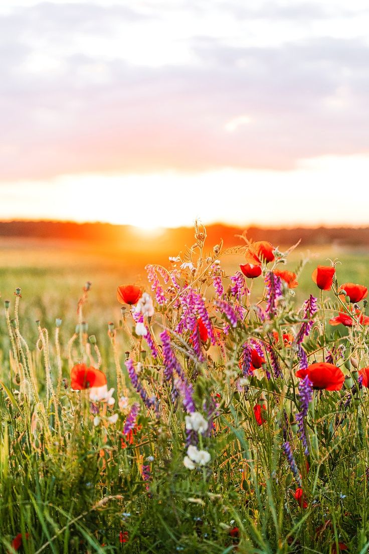 Sunset Wild Flowers Wallpapers - Wallpaper Cave