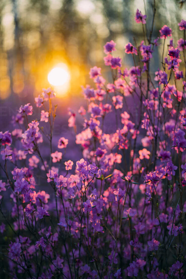 Sunset Wild Flowers Wallpapers - Wallpaper Cave