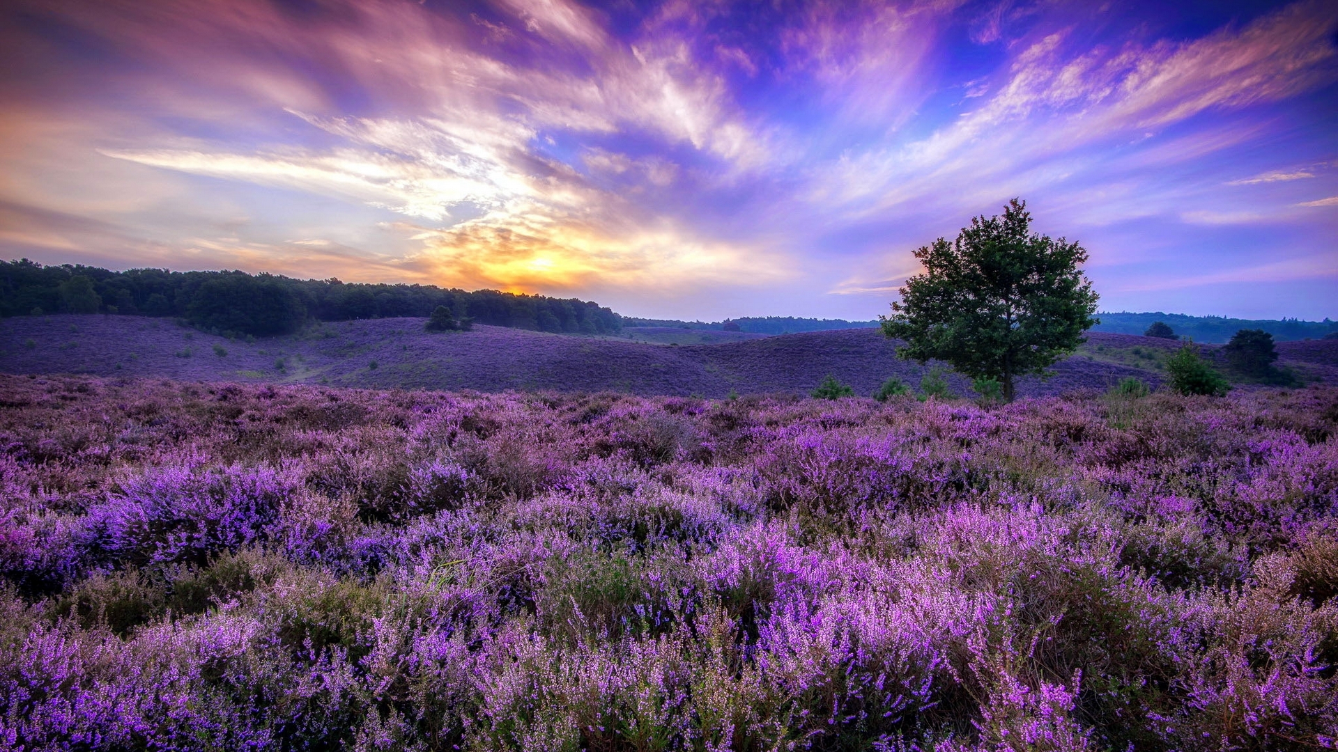 Sunset Wild Flowers Wallpapers - Wallpaper Cave