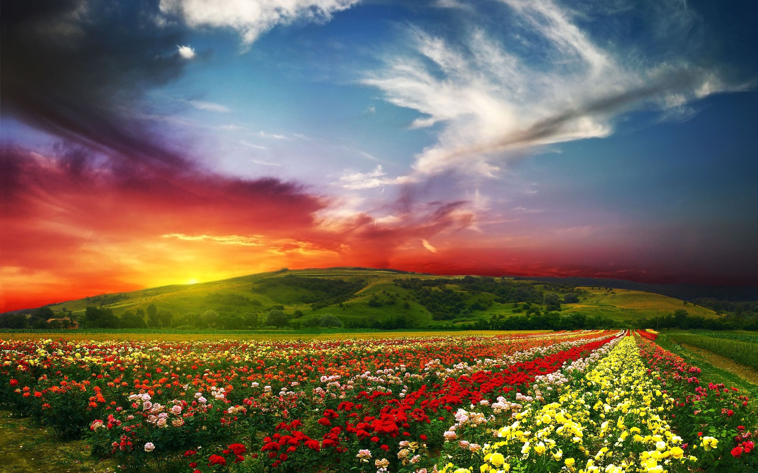 Sunset Wild Flowers Wallpapers - Wallpaper Cave