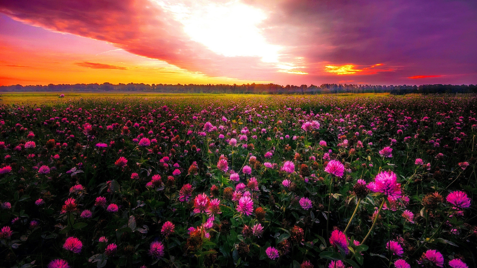 Sunset Wild Flowers Wallpapers - Wallpaper Cave