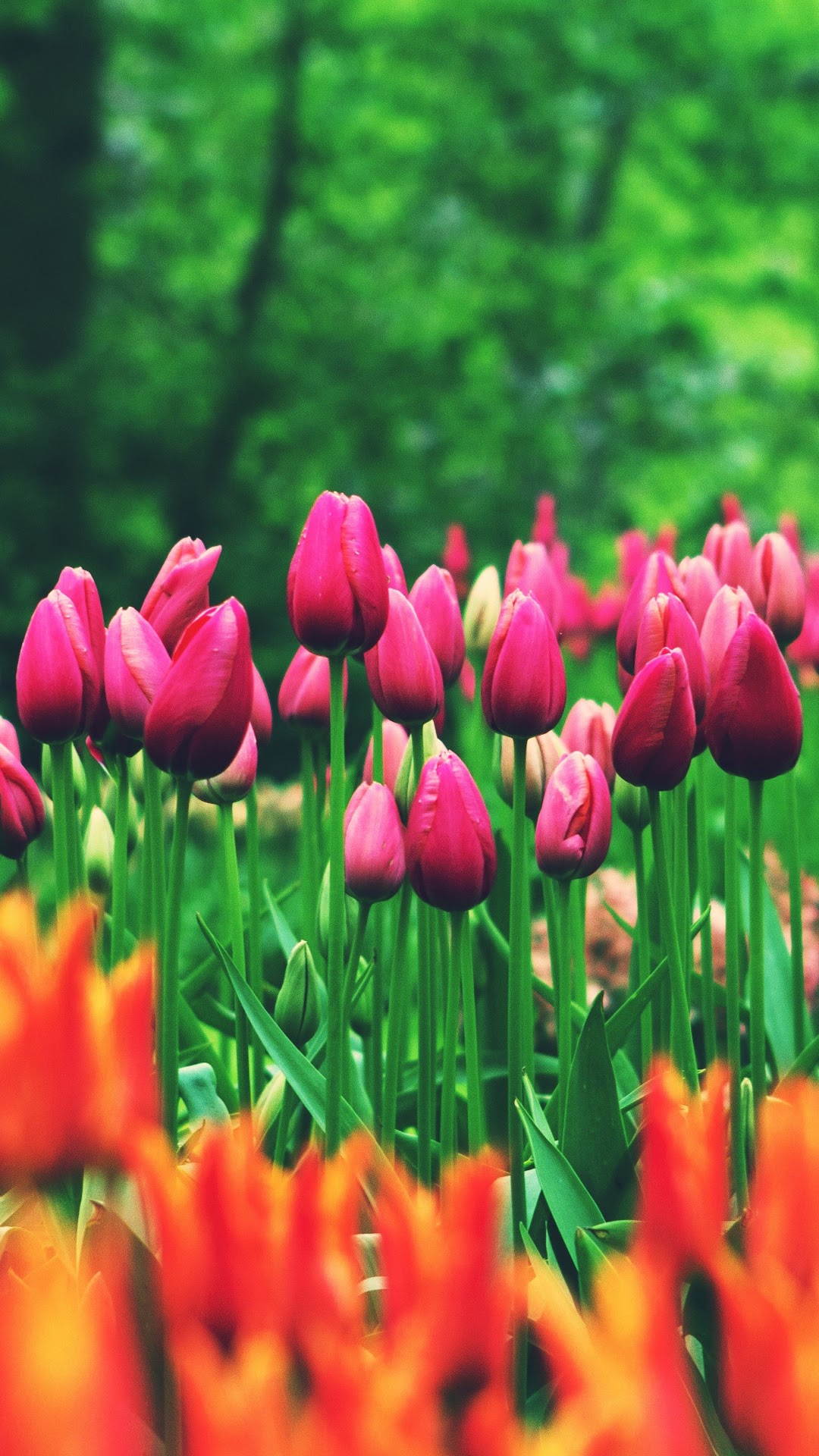 Spring 8k Mobile Wallpapers - Wallpaper Cave