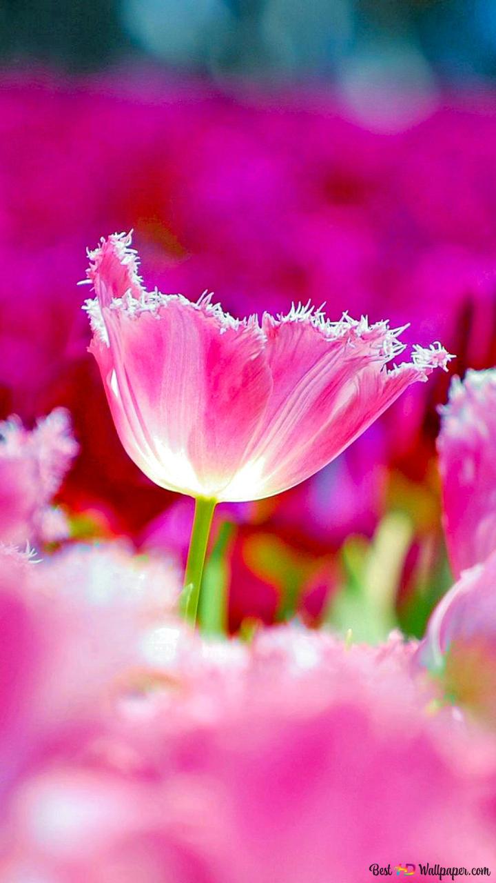 Spring 8k Mobile Wallpapers - Wallpaper Cave