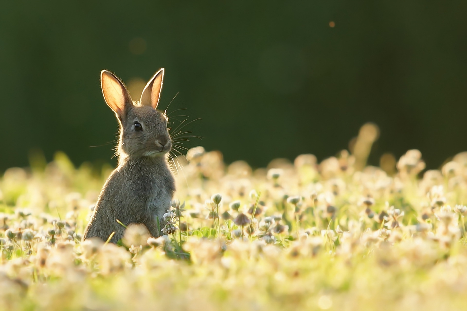 Rabbit Summer Wallpapers - Wallpaper Cave