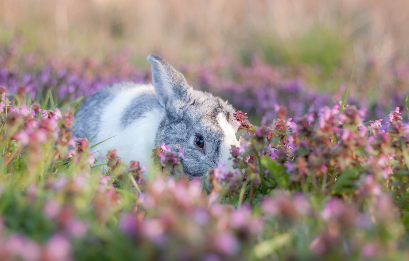 Rabbit Summer Wallpapers - Wallpaper Cave