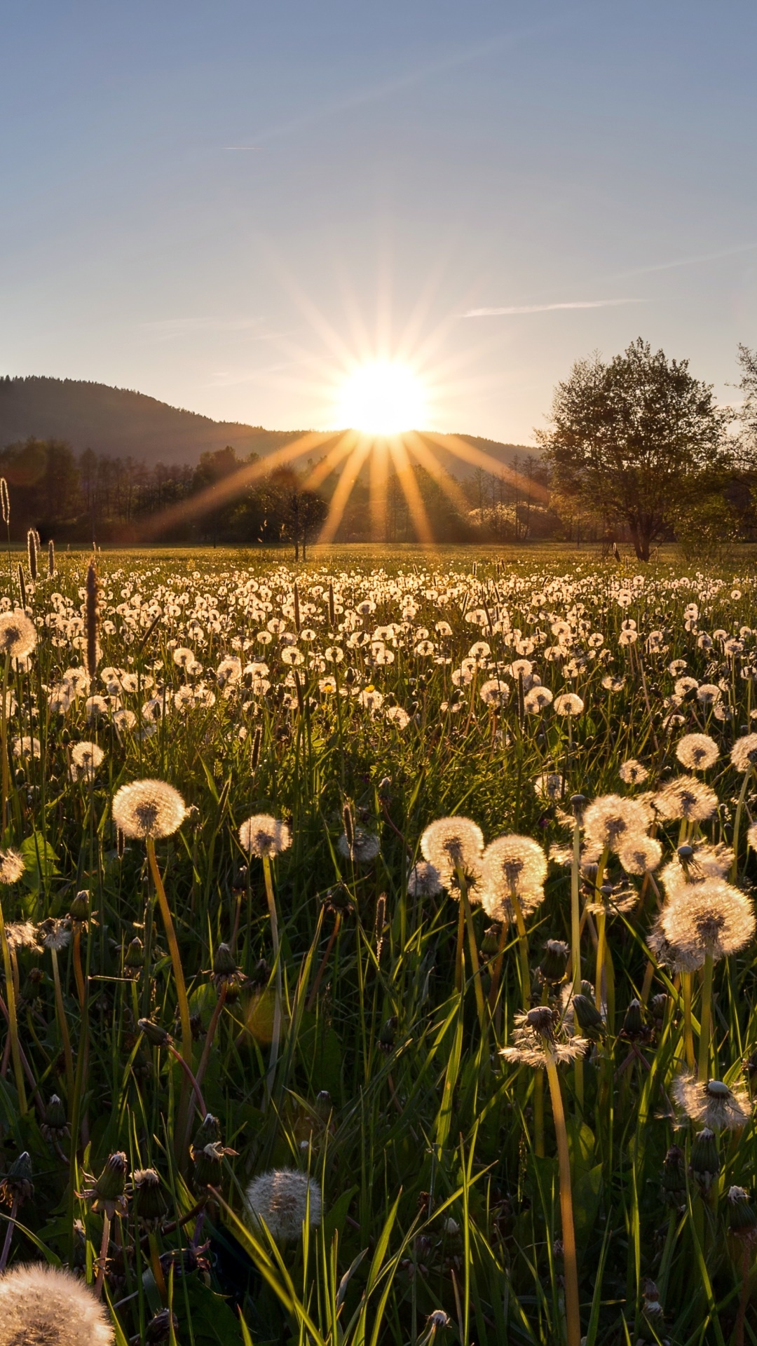 Nature Summer Mobile Wallpapers - Wallpaper Cave