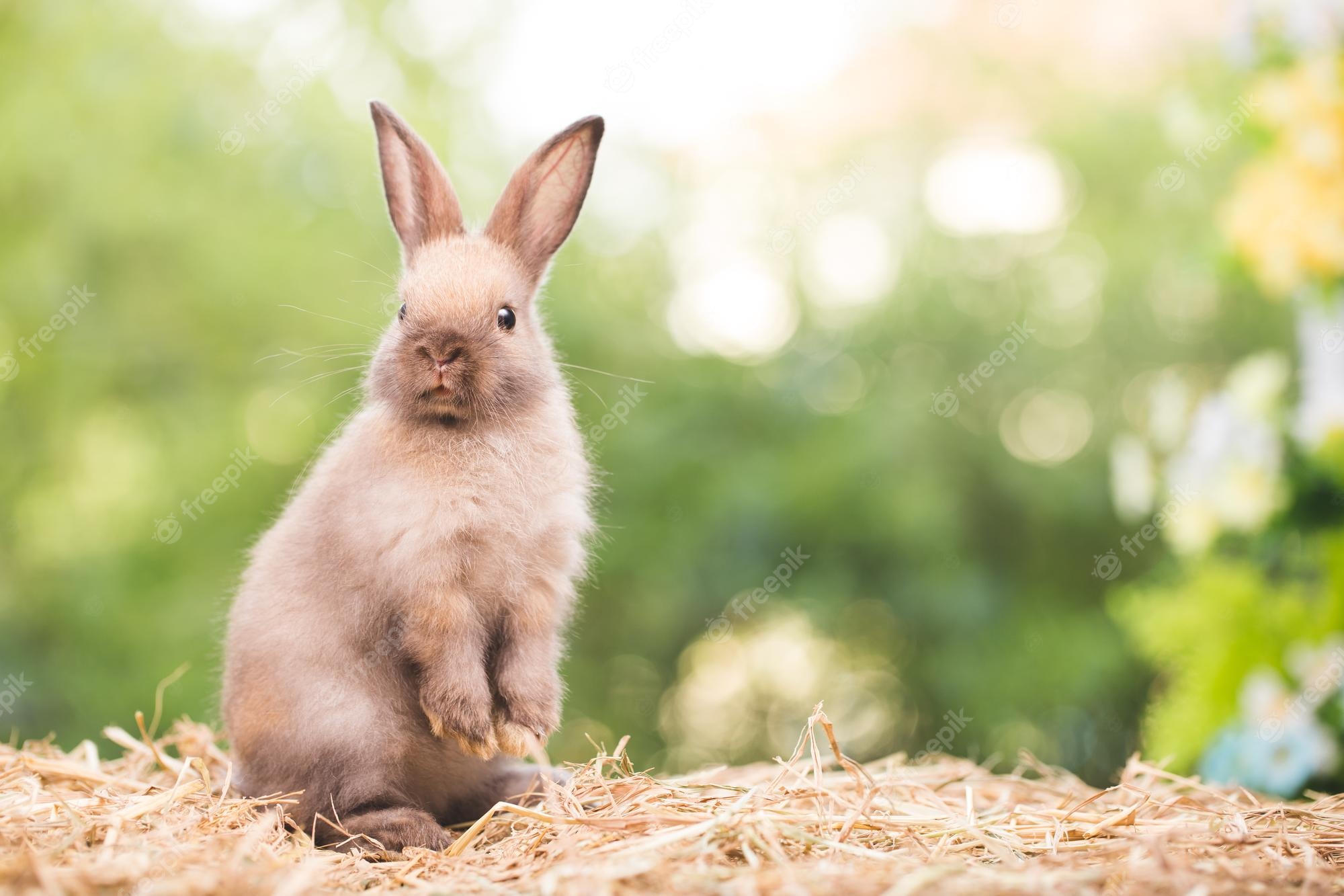 Rabbit Summer Wallpapers - Wallpaper Cave