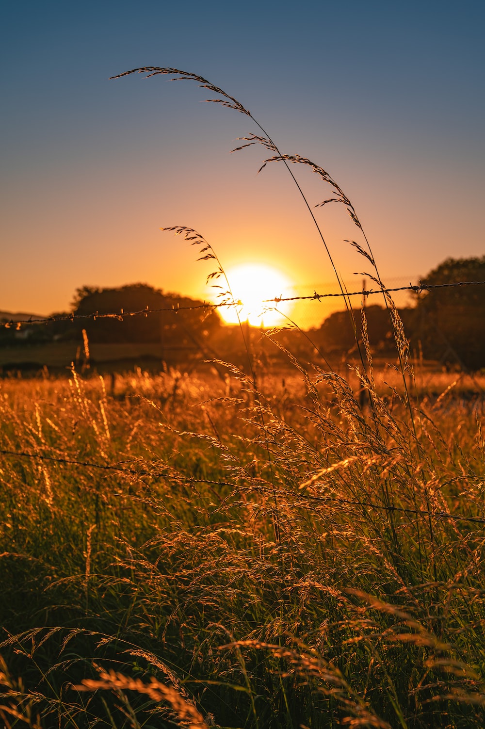 Grass Field Sunset Summer Wallpapers - Wallpaper Cave