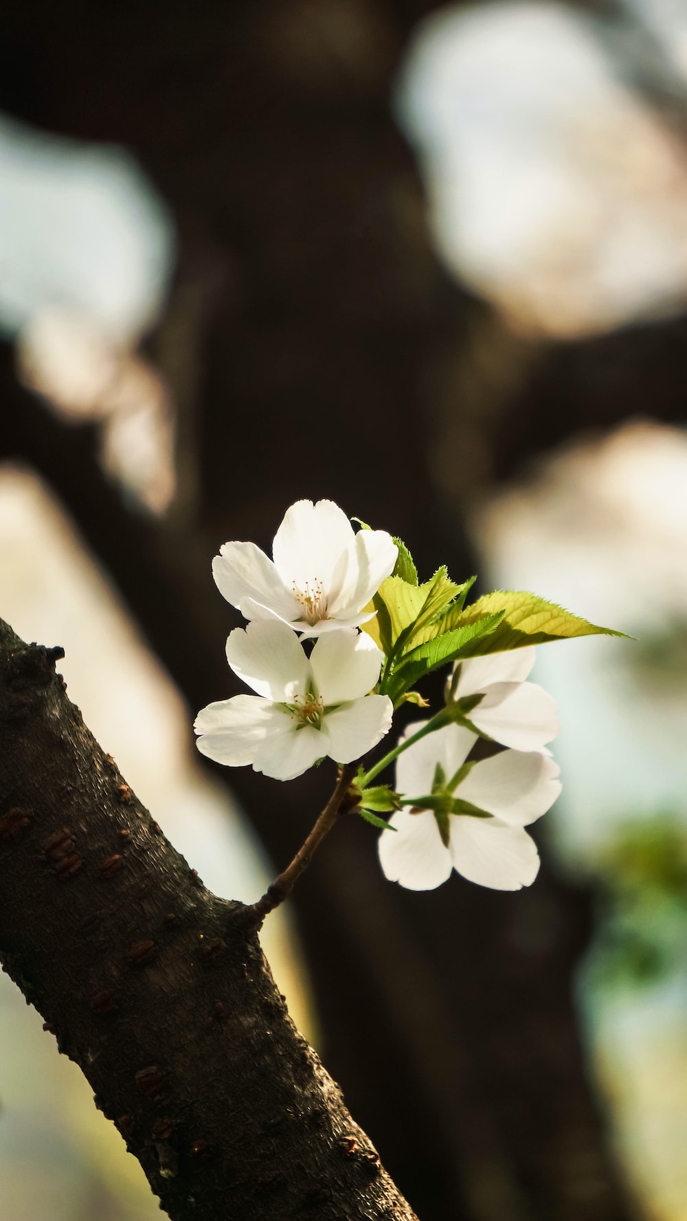 iPhone 14 Spring Flowers Wallpapers - Wallpaper Cave