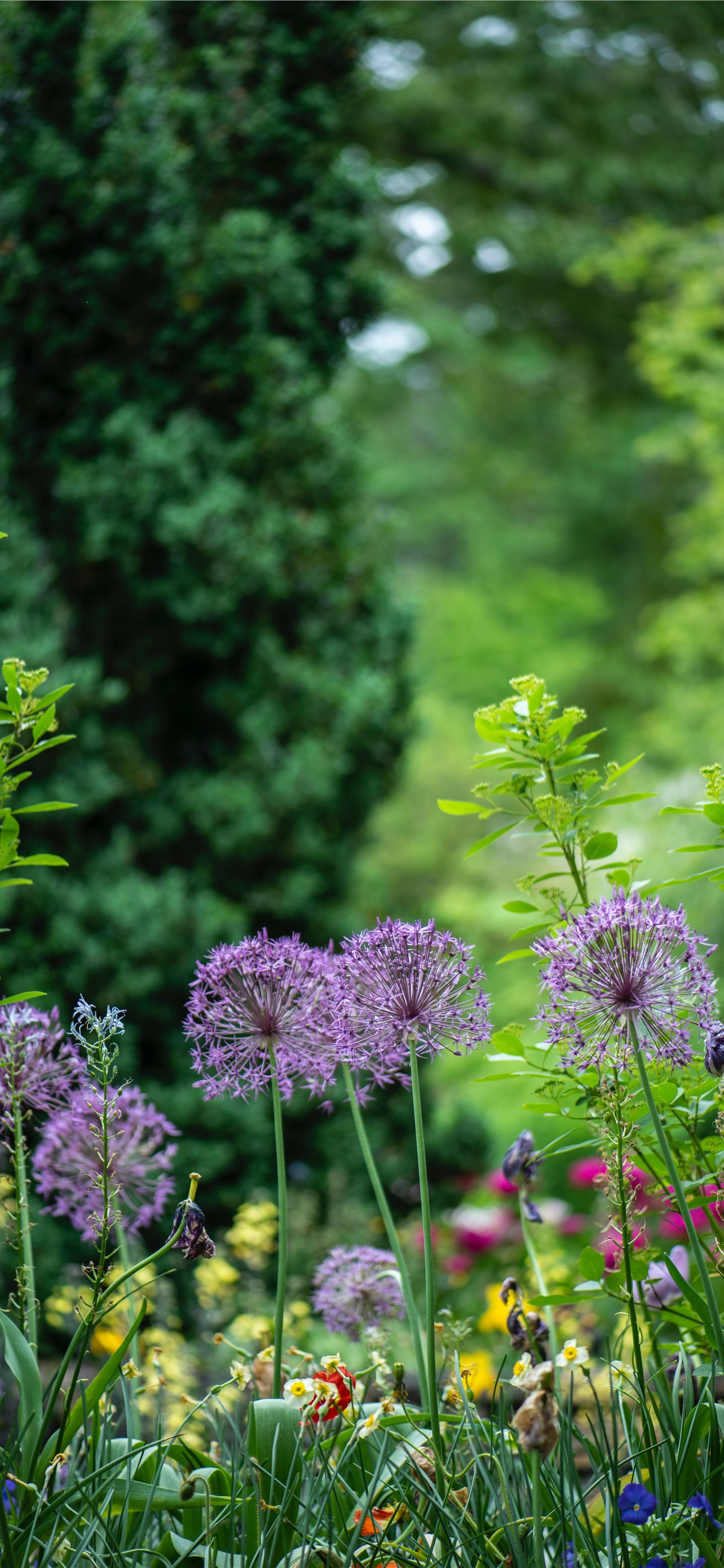 iPhone 14 Spring Flowers Wallpapers - Wallpaper Cave