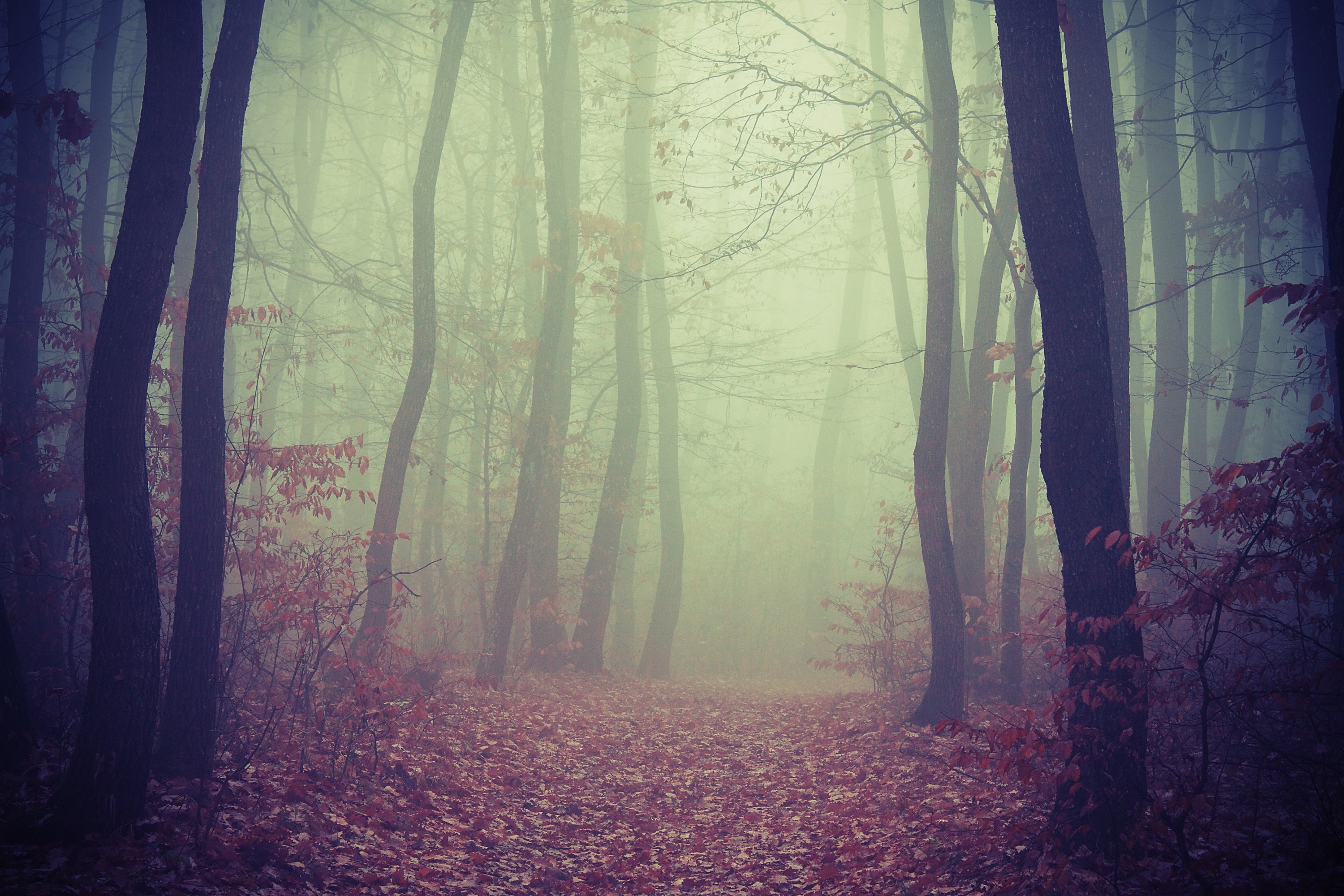 Smoky Forest Wallpapers - Wallpaper Cave