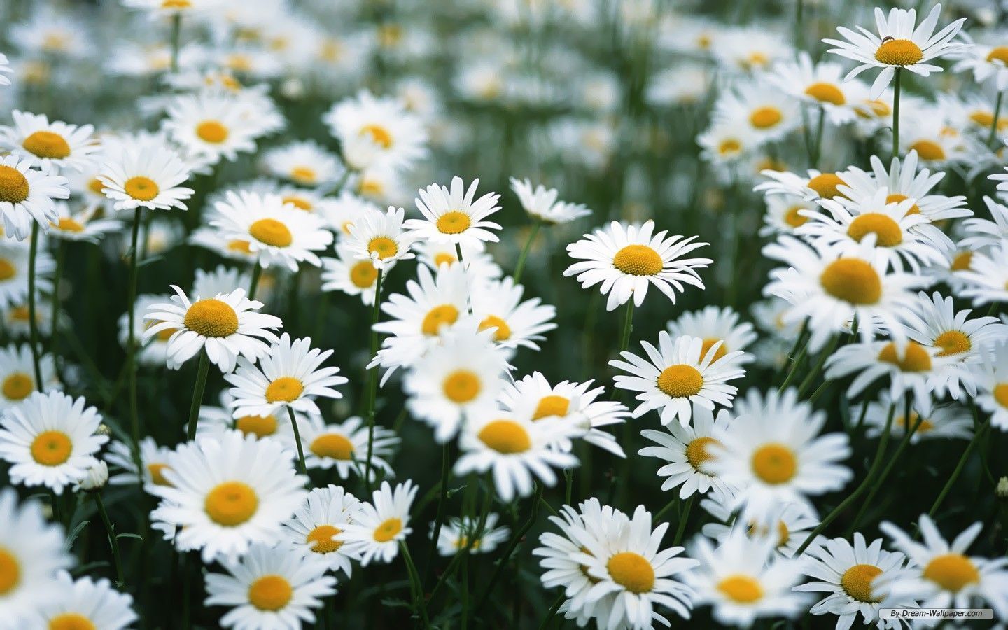 Aesthetic Daisy HD Wallpapers - Wallpaper Cave