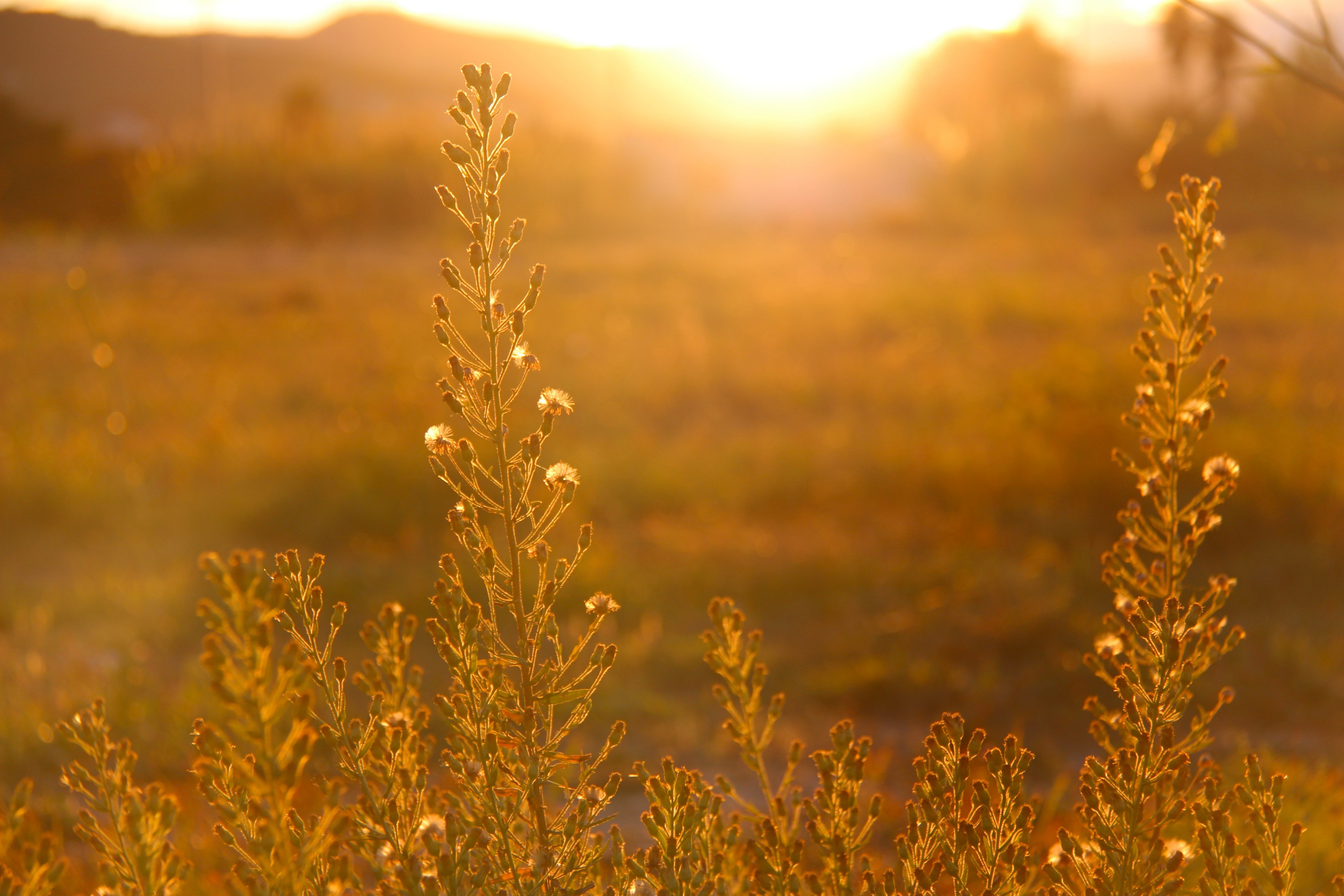 Golden Summer Backgrounds