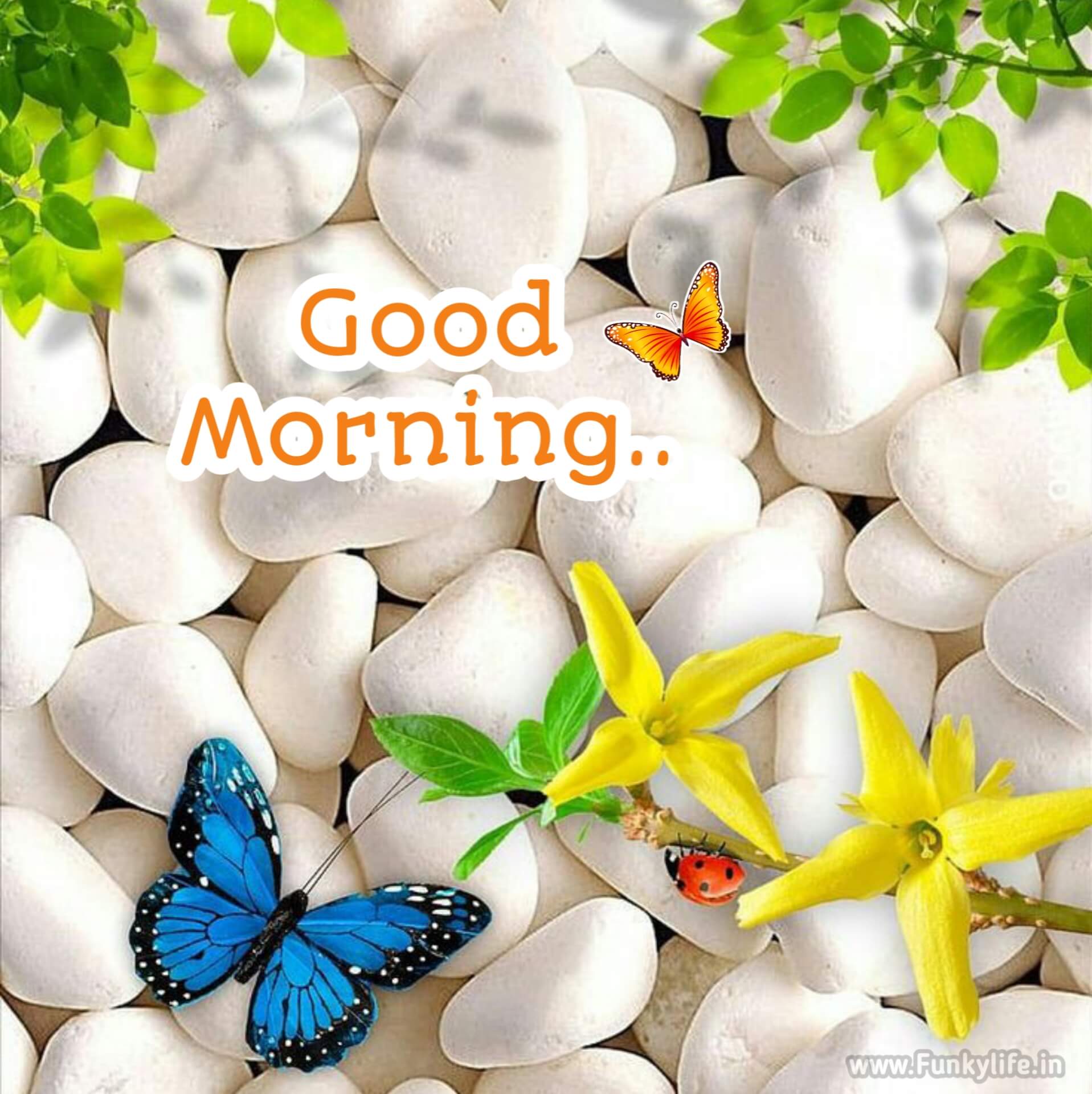 Fresh Morning Wallpaper 50+ New Good Morning, Quotes, Wishes, Whatsapp