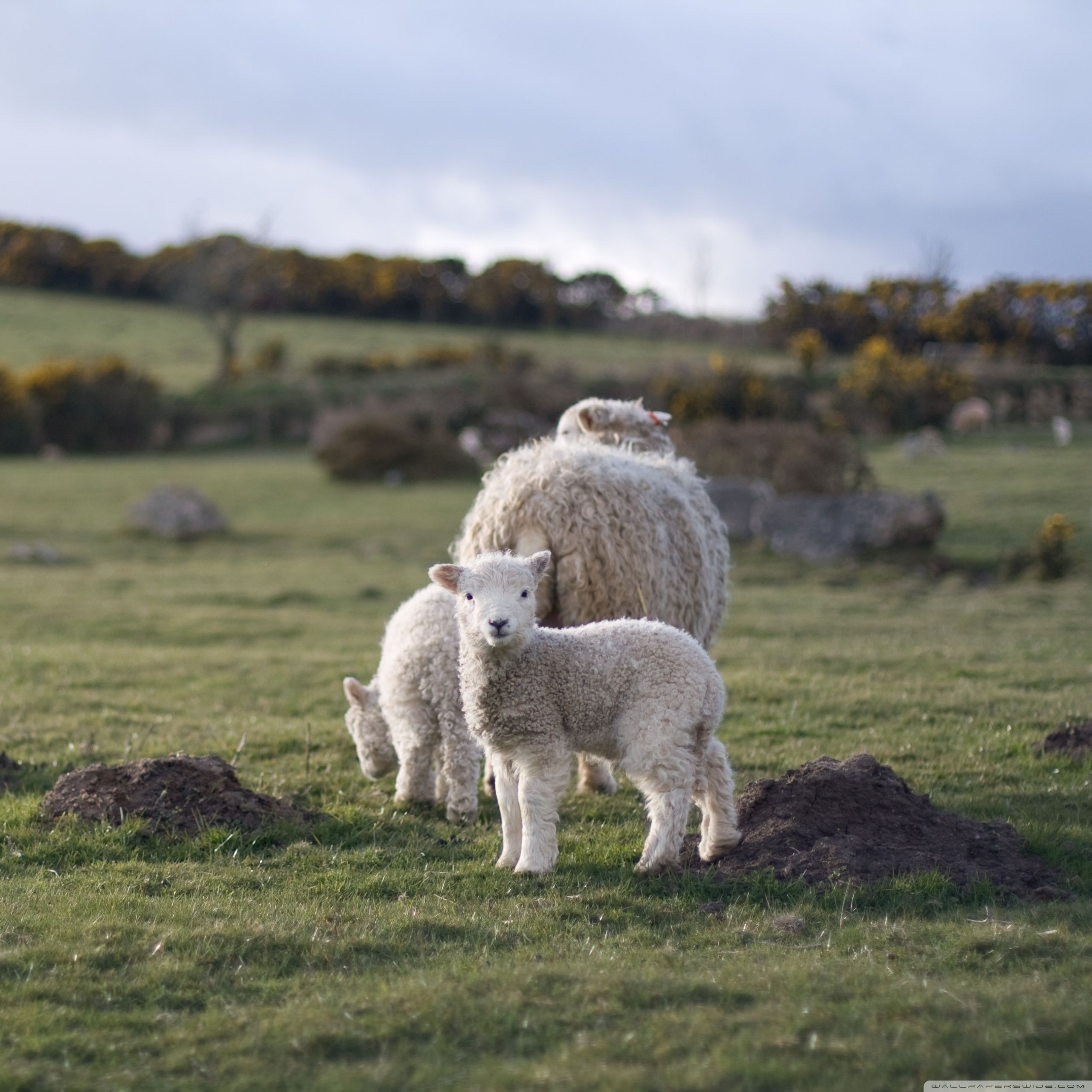 Sheep 4k Wallpapers - Wallpaper Cave
