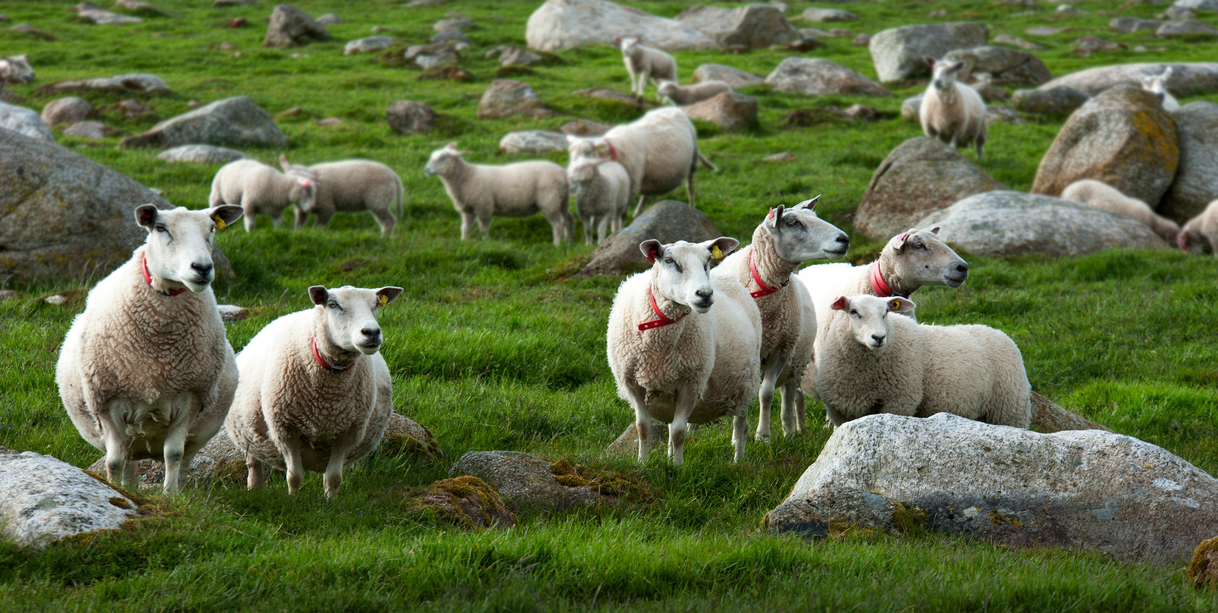 Sheep 4k Wallpapers - Wallpaper Cave