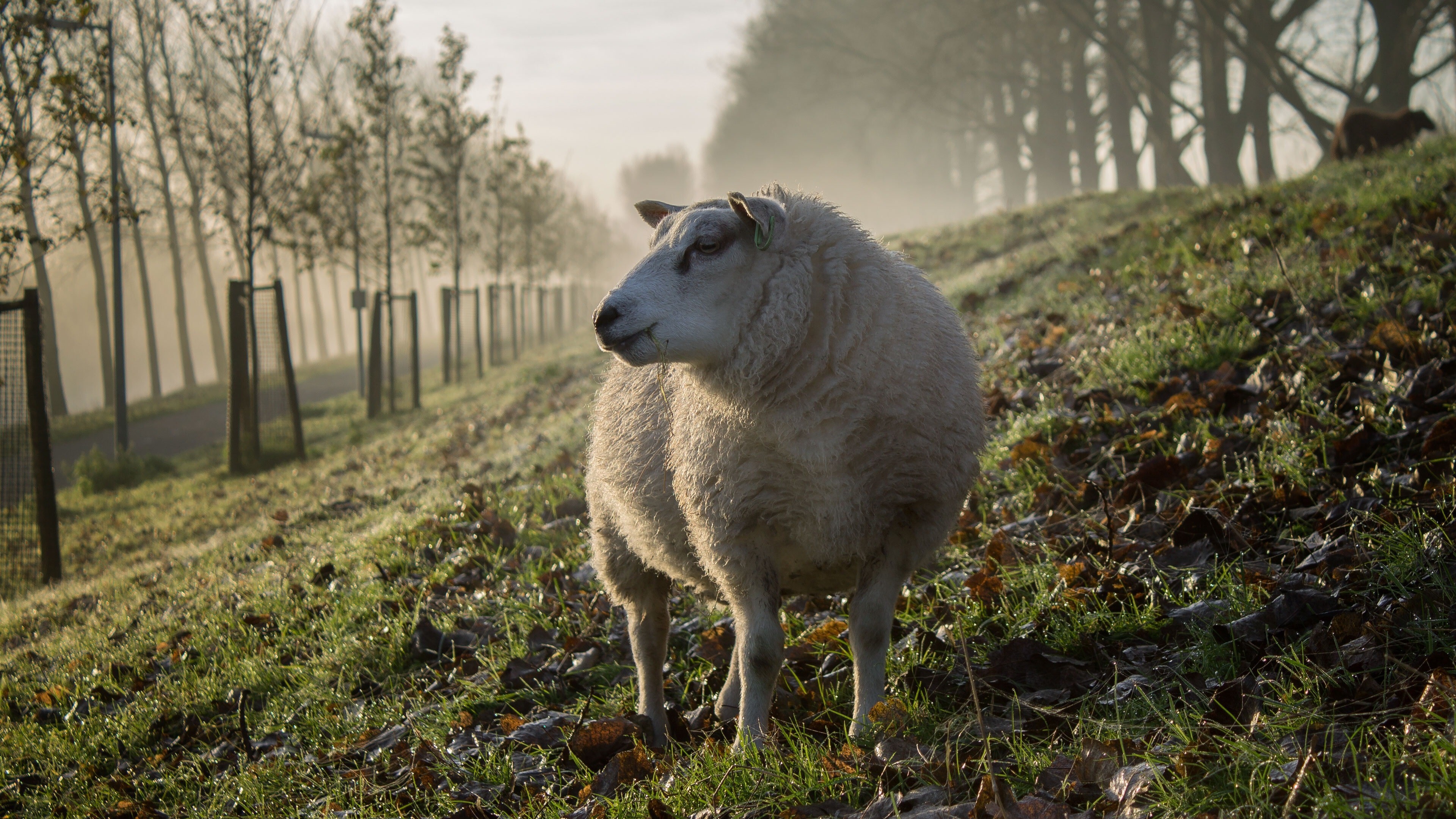 Sheep 4k Wallpapers - Wallpaper Cave