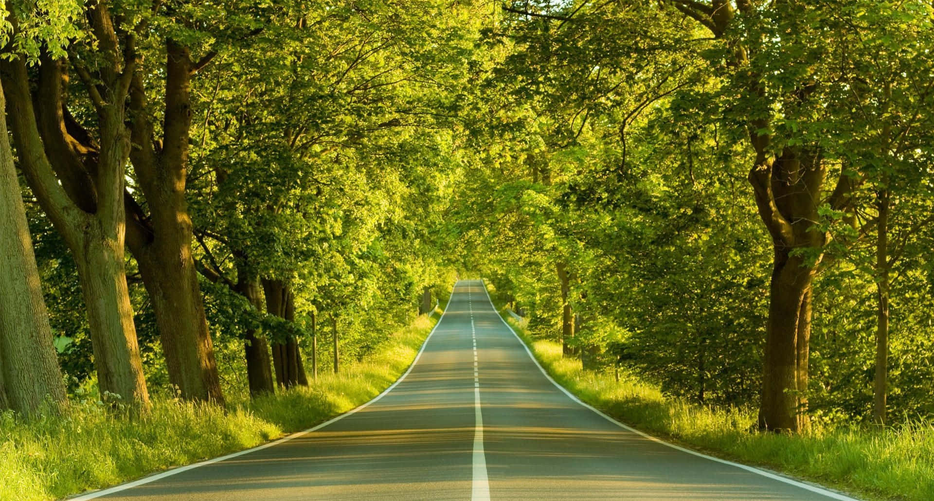 Green Summer Trees Wallpapers - Wallpaper Cave