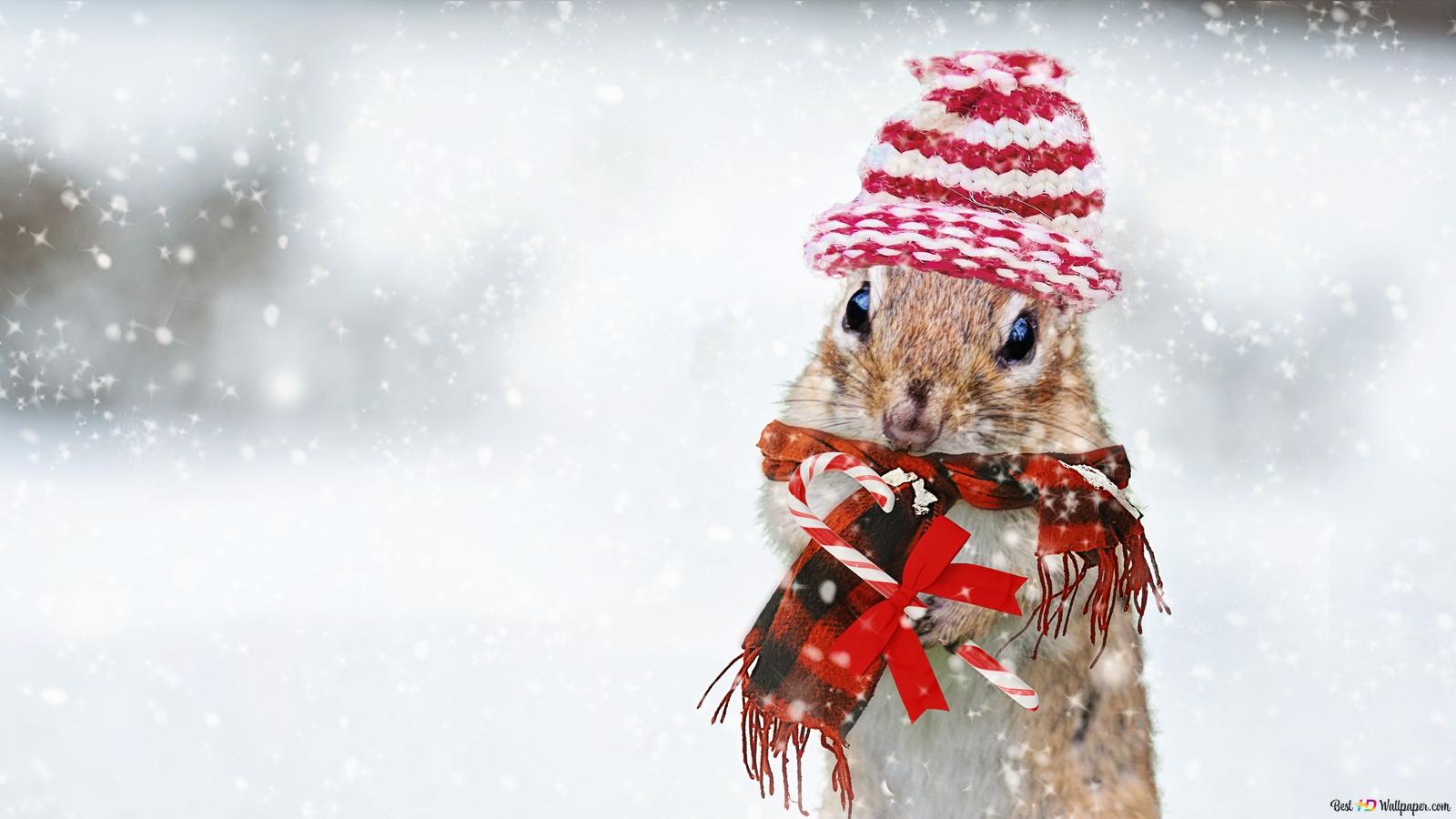 Cute Squirrel Wallpapers - Wallpaper Cave