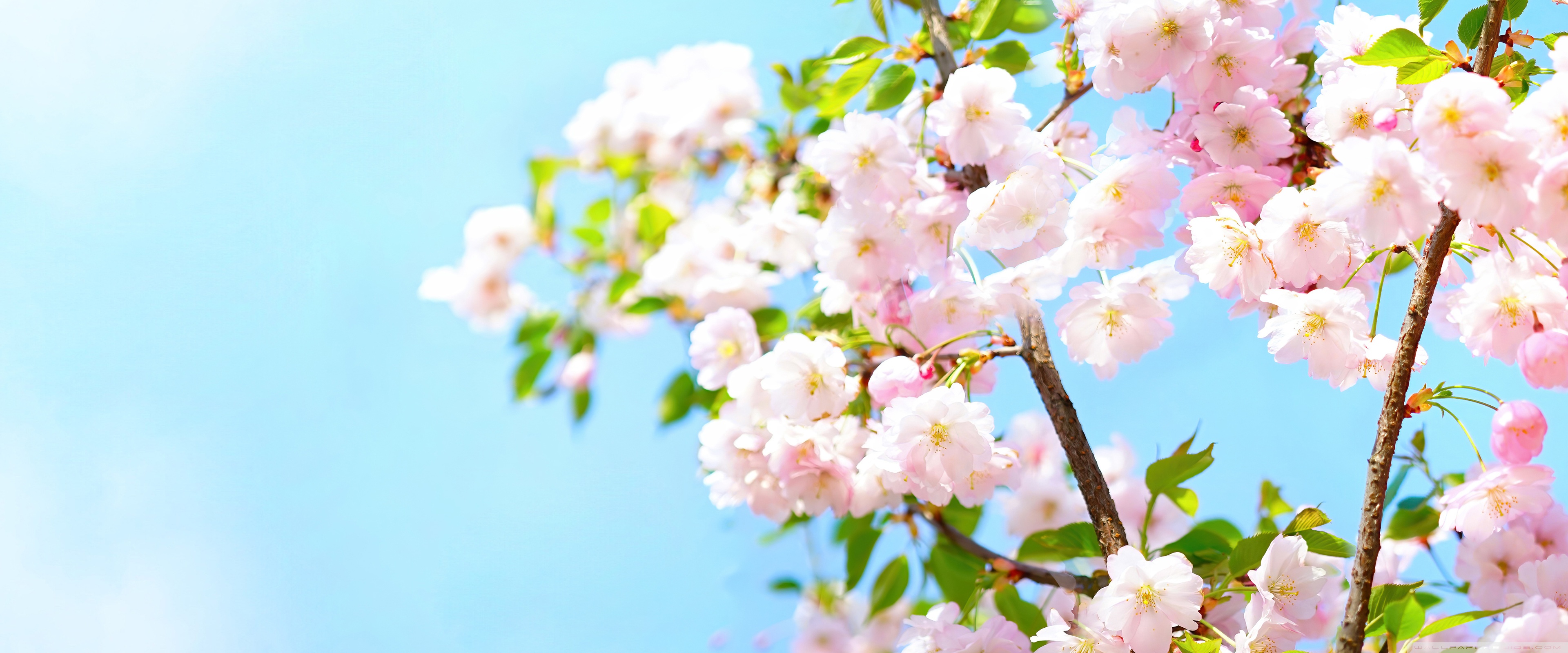 Spring 4k Ultrawide Wallpapers - Wallpaper Cave