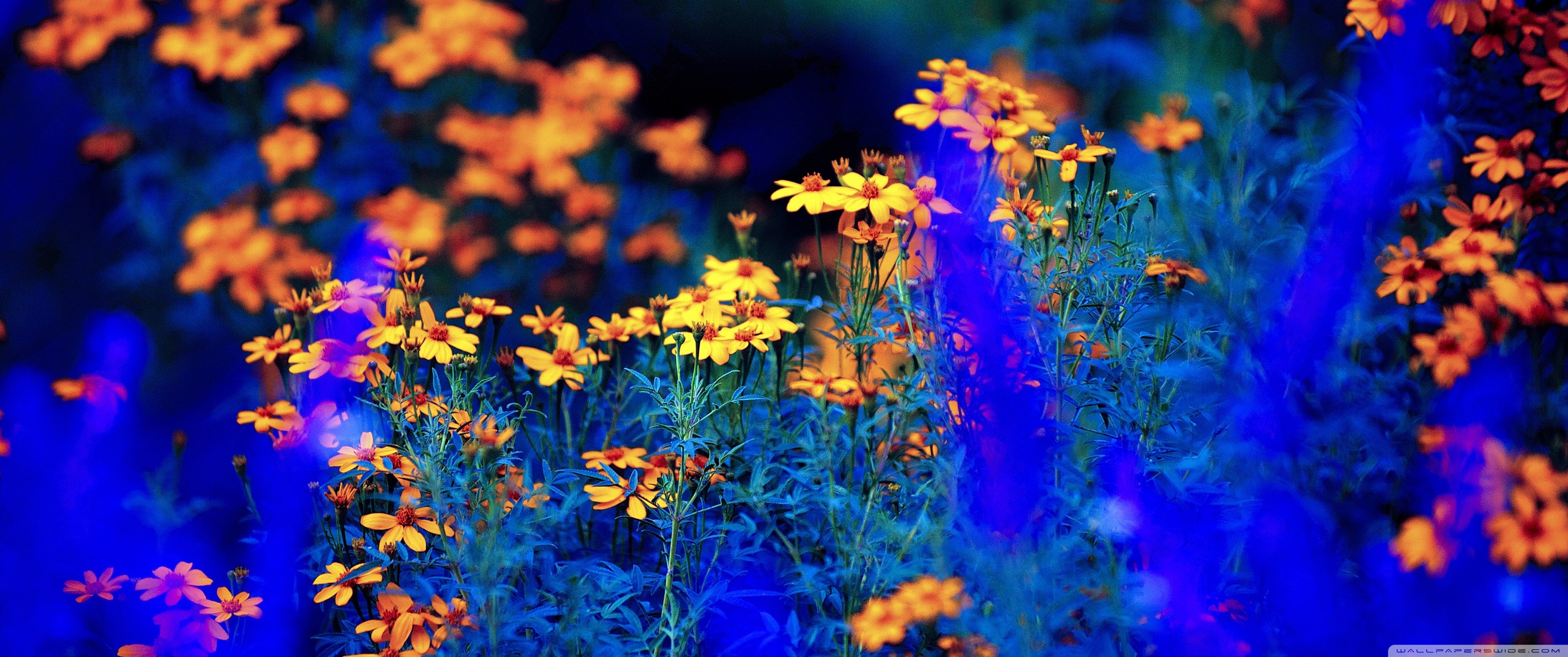 Spring 4k Ultrawide Wallpapers - Wallpaper Cave