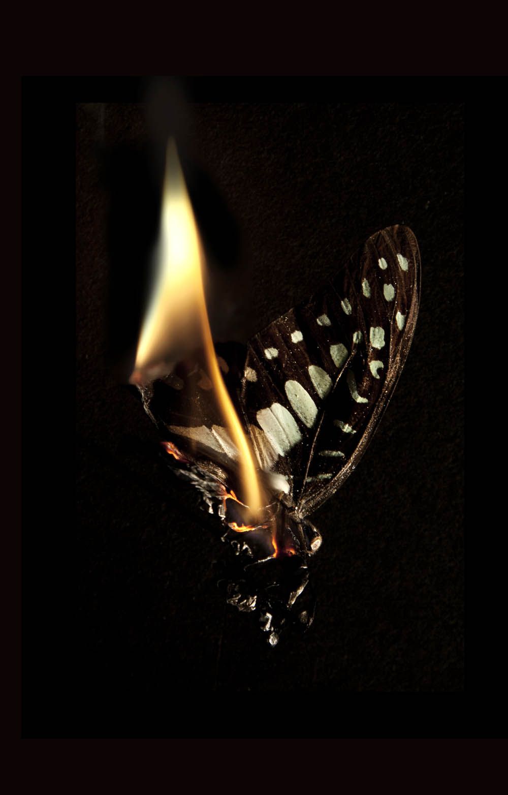 Fire Butterfly Wallpapers - Wallpaper Cave