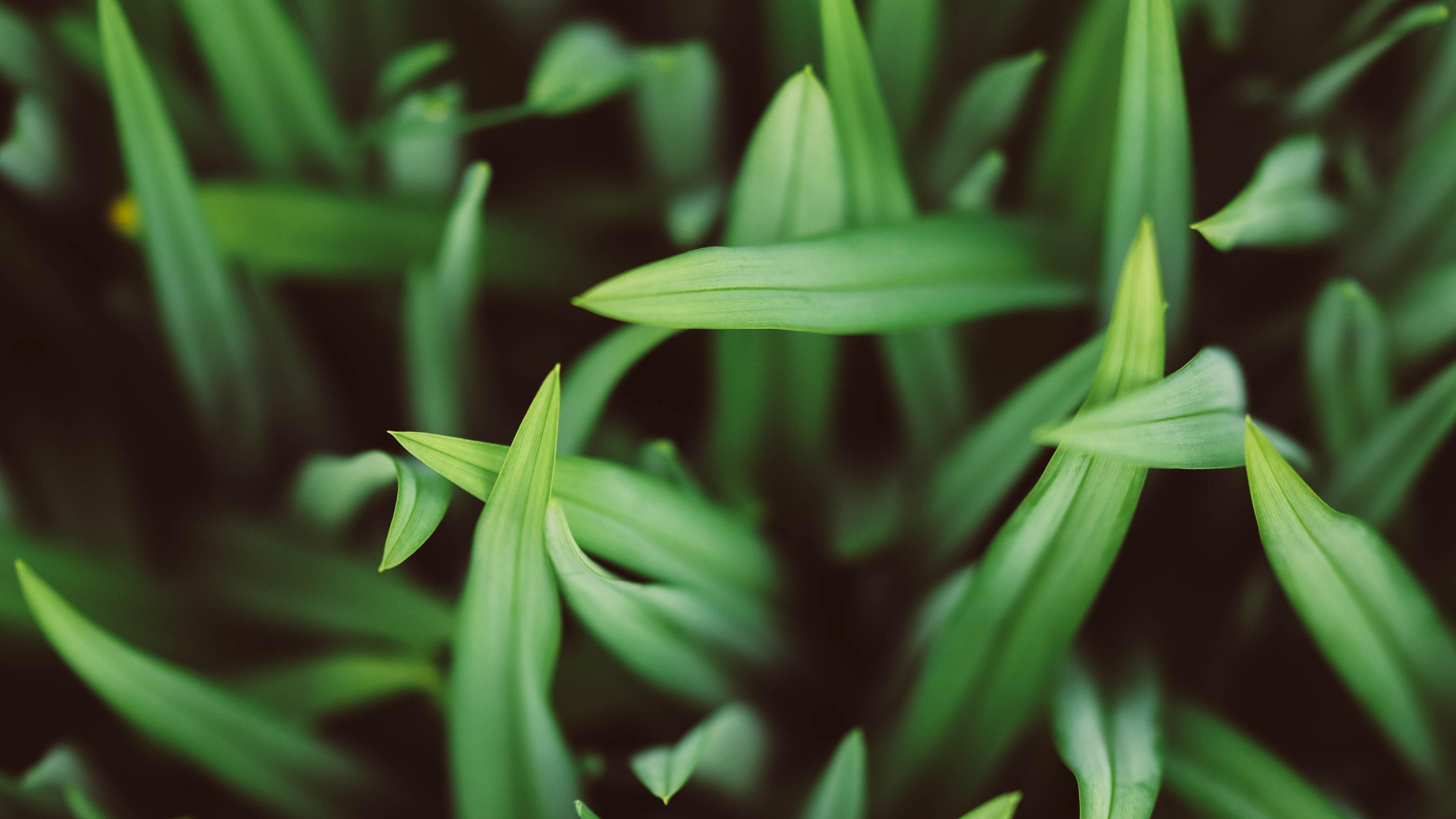 4k Grass Wallpapers - Wallpaper Cave