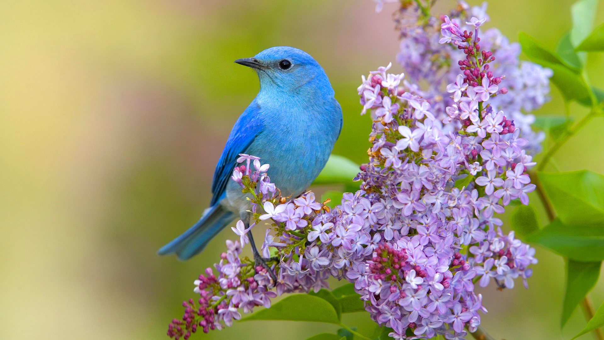 Spring Flower Bird Wallpapers - Wallpaper Cave