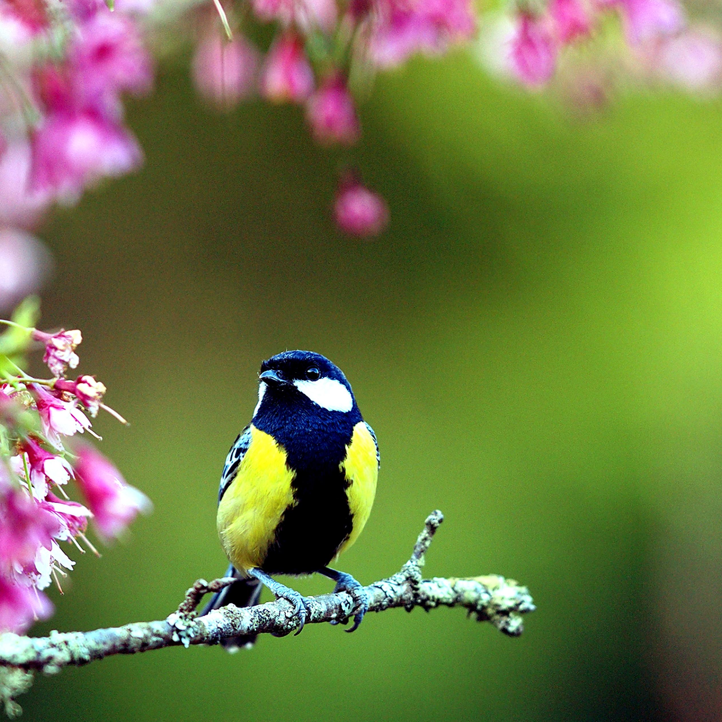 Spring Flower Bird Wallpapers - Wallpaper Cave