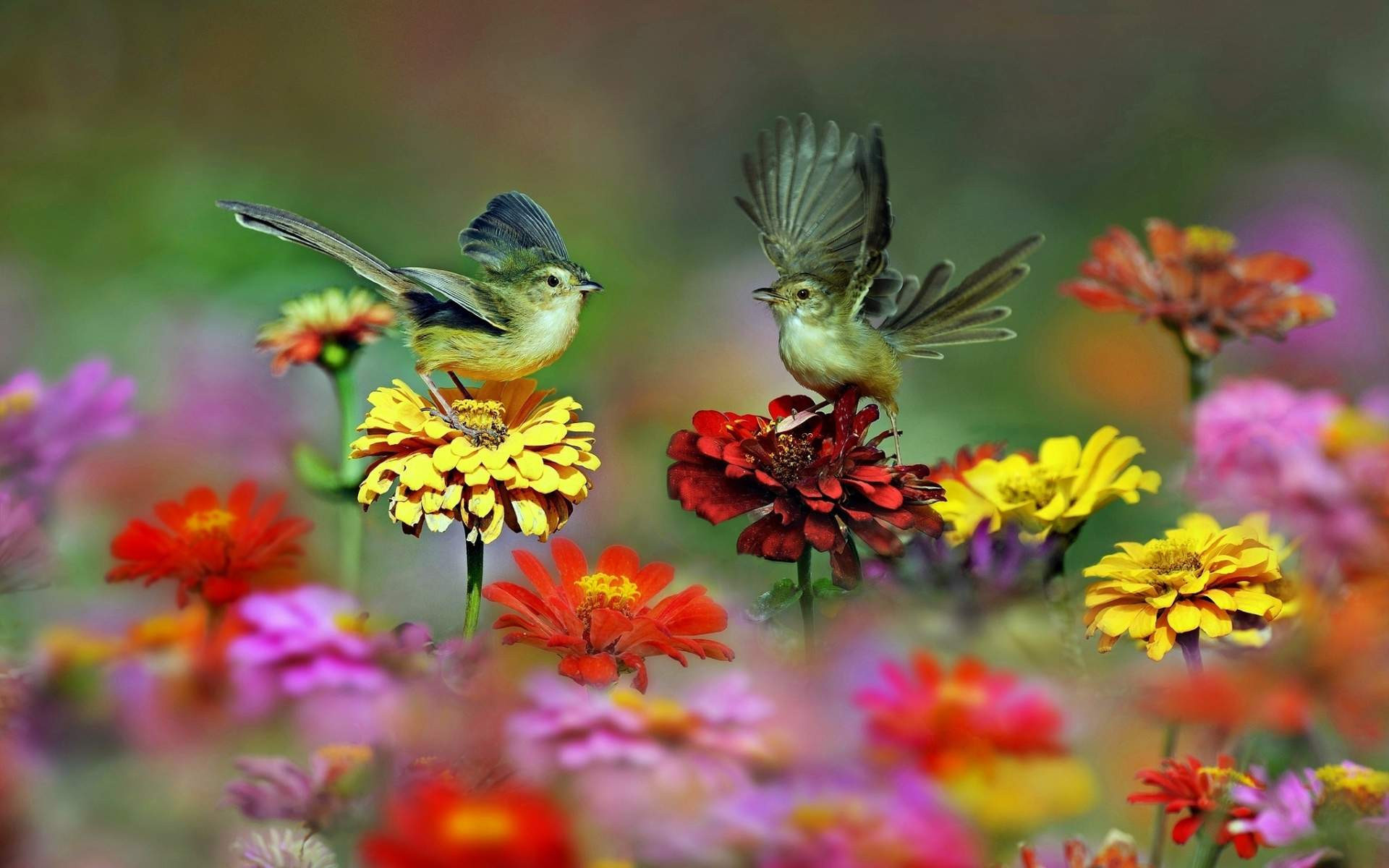 Spring Flower Bird Wallpapers - Wallpaper Cave