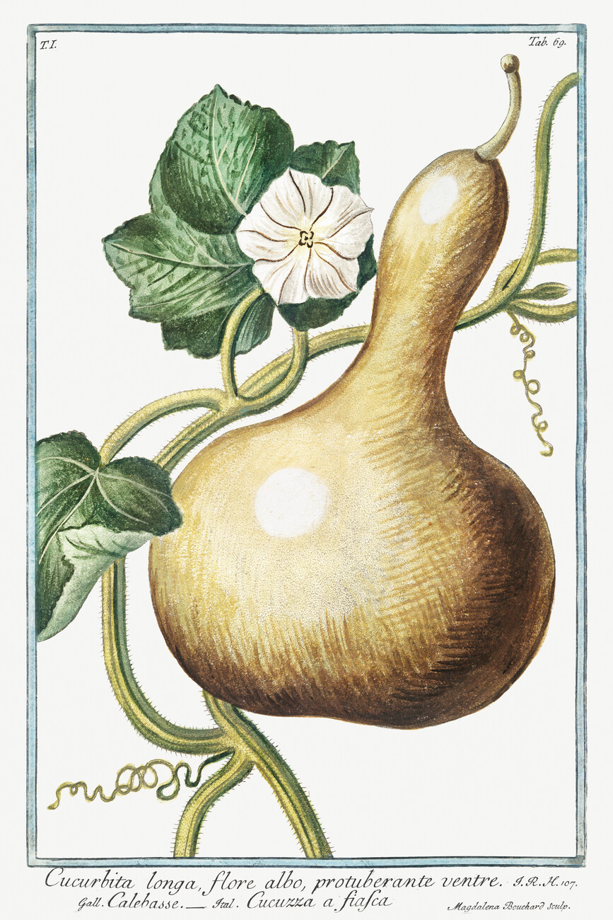 Bottle Gourd Wallpapers - Wallpaper Cave