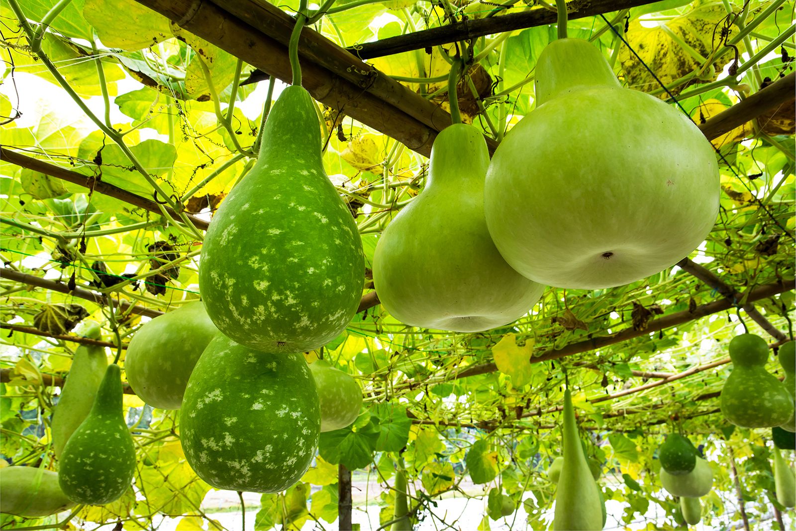 Bottle Gourd Wallpapers - Wallpaper Cave