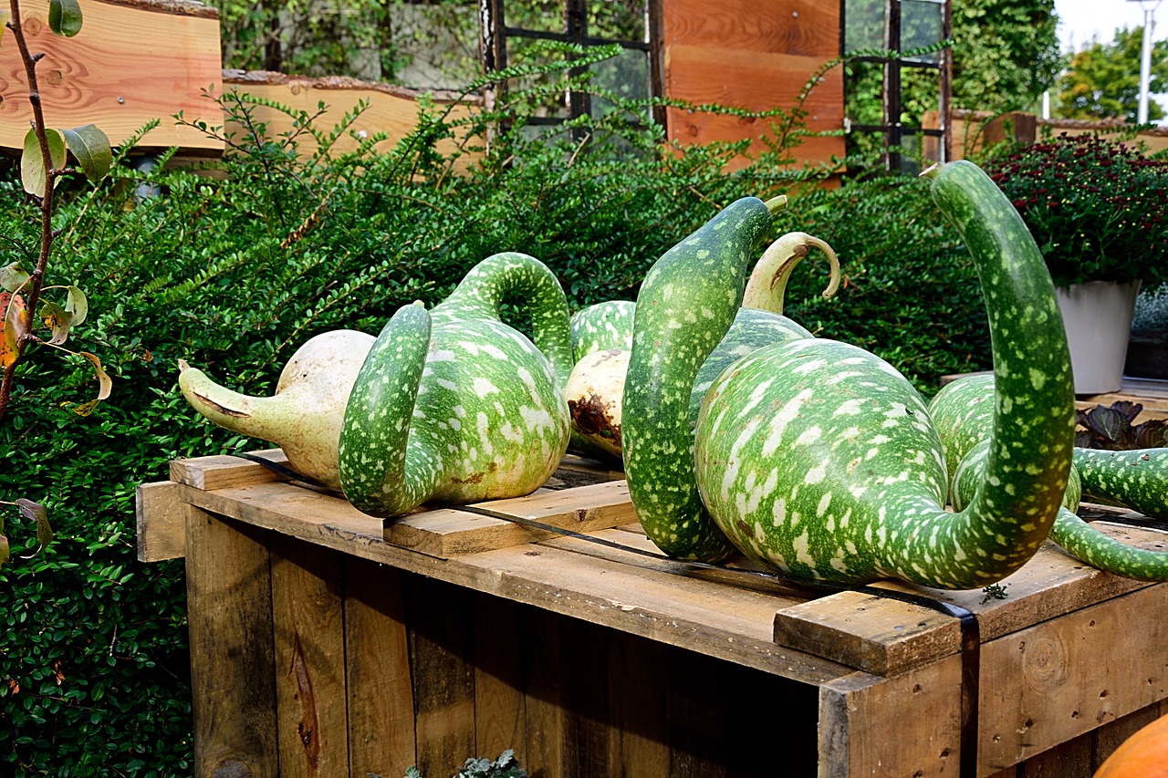 Bottle Gourd Wallpapers - Wallpaper Cave