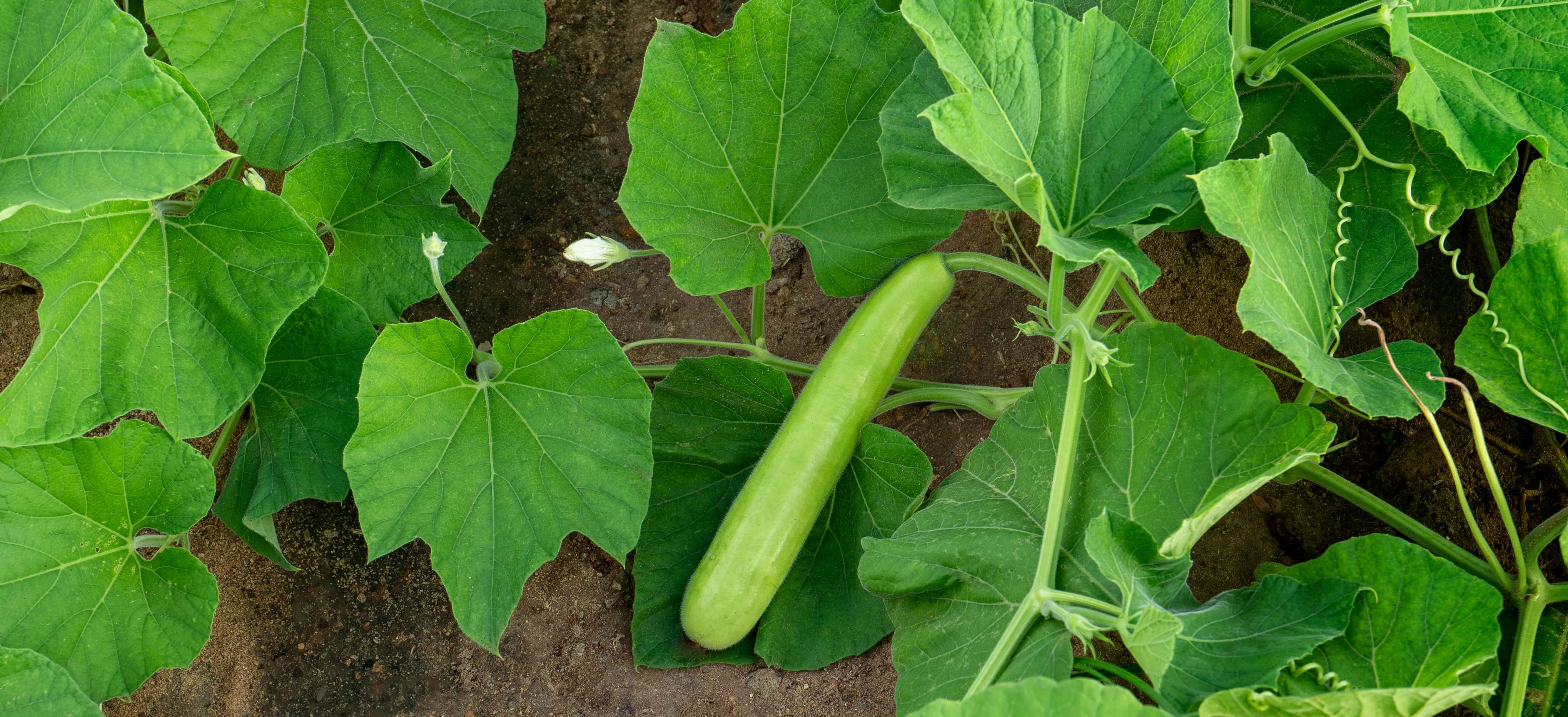 Bottle Gourd Wallpapers - Wallpaper Cave