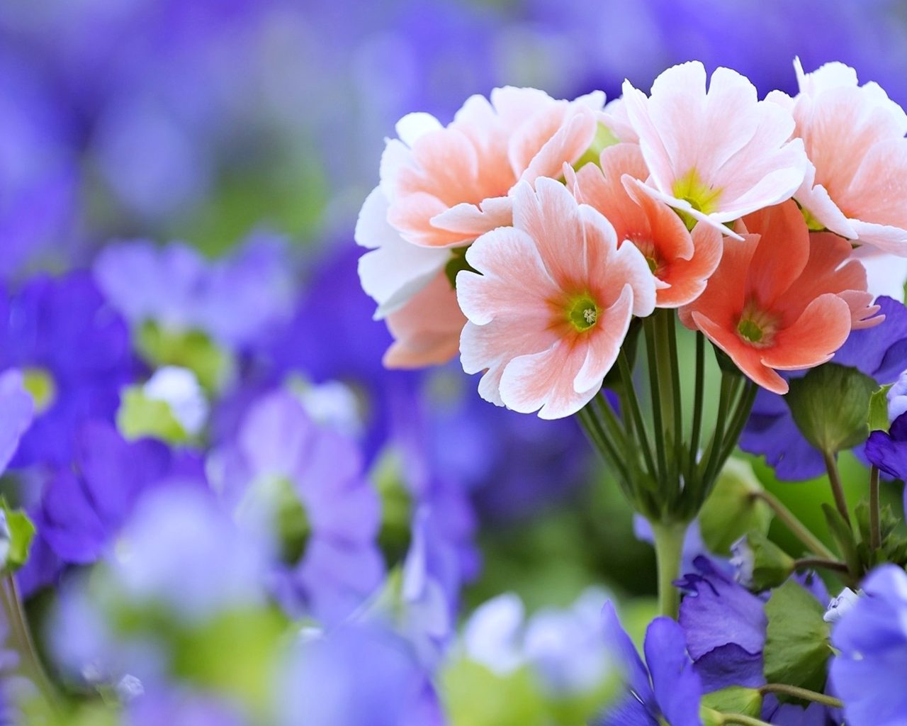 I Love Spring Wallpapers - Wallpaper Cave