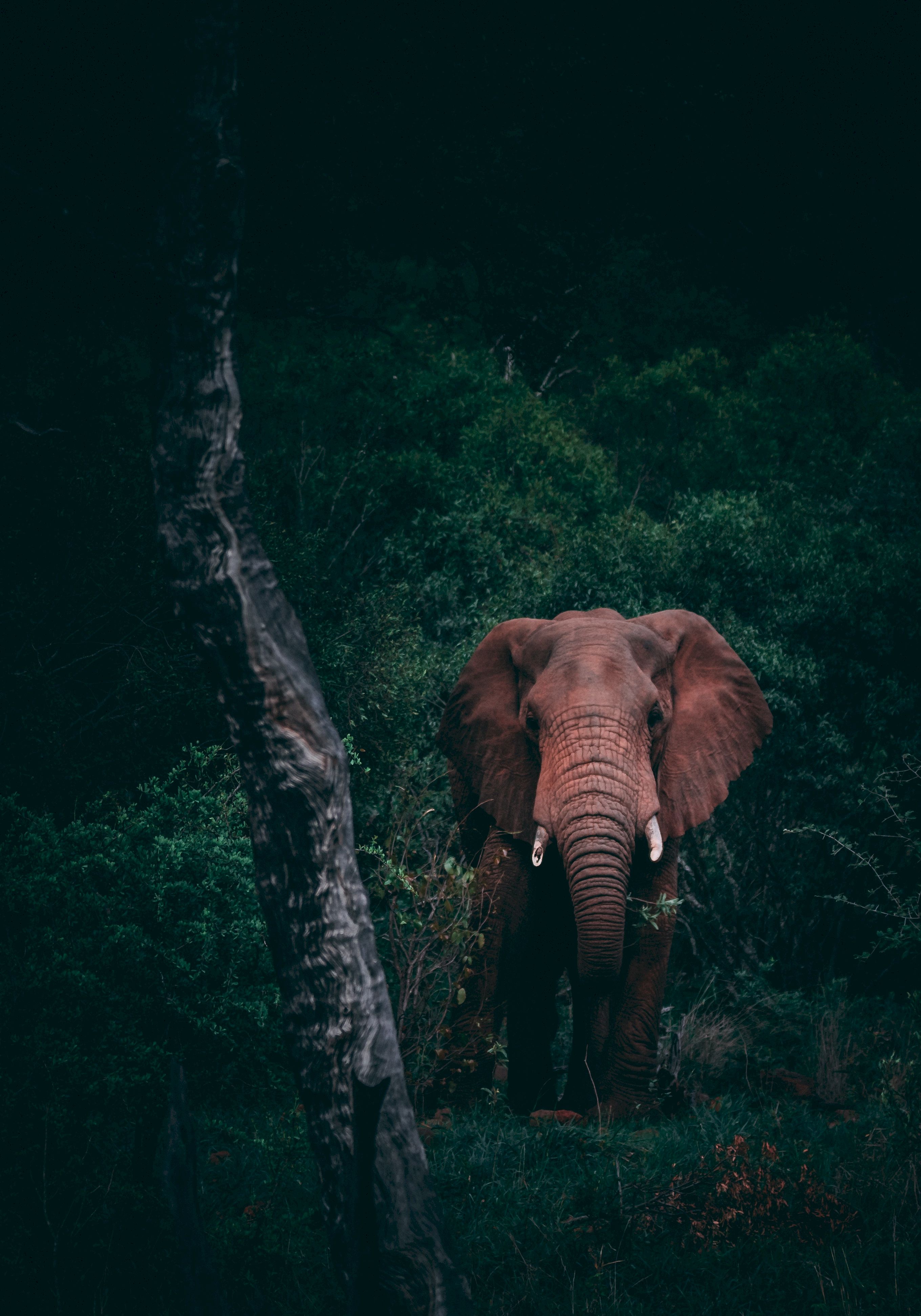Elephant 4k Wallpapers - Wallpaper Cave