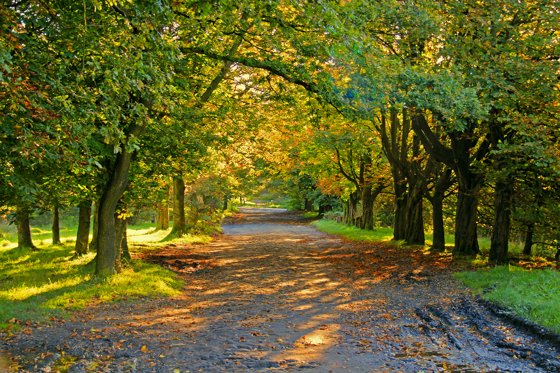 Green Summer Trees Wallpapers - Wallpaper Cave