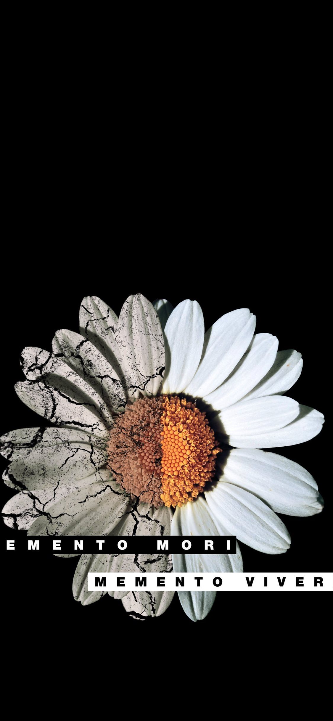 4k Memento Mori Phone Wallpapers - Wallpaper Cave