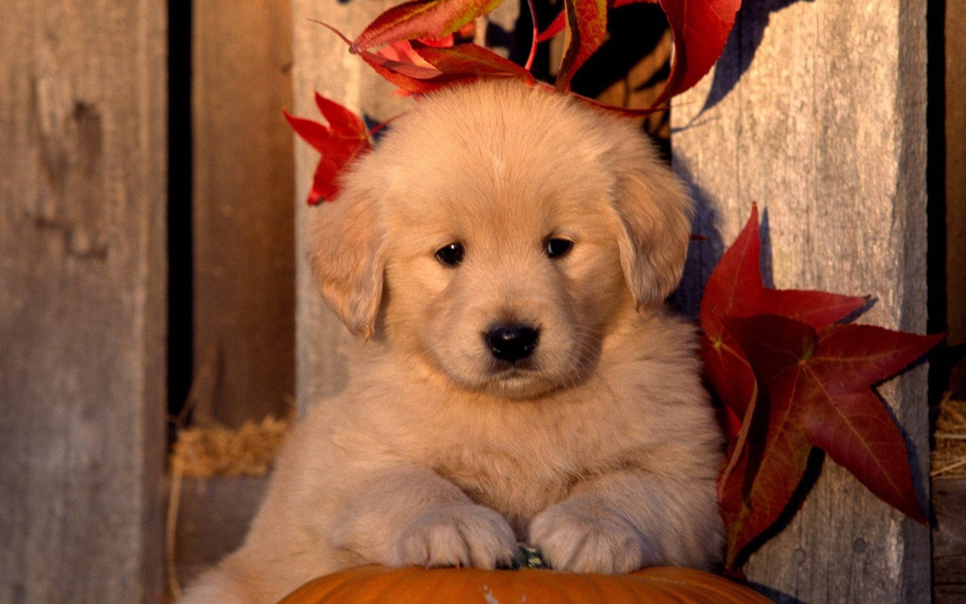Autumn Puppy Wallpapers - Wallpaper Cave