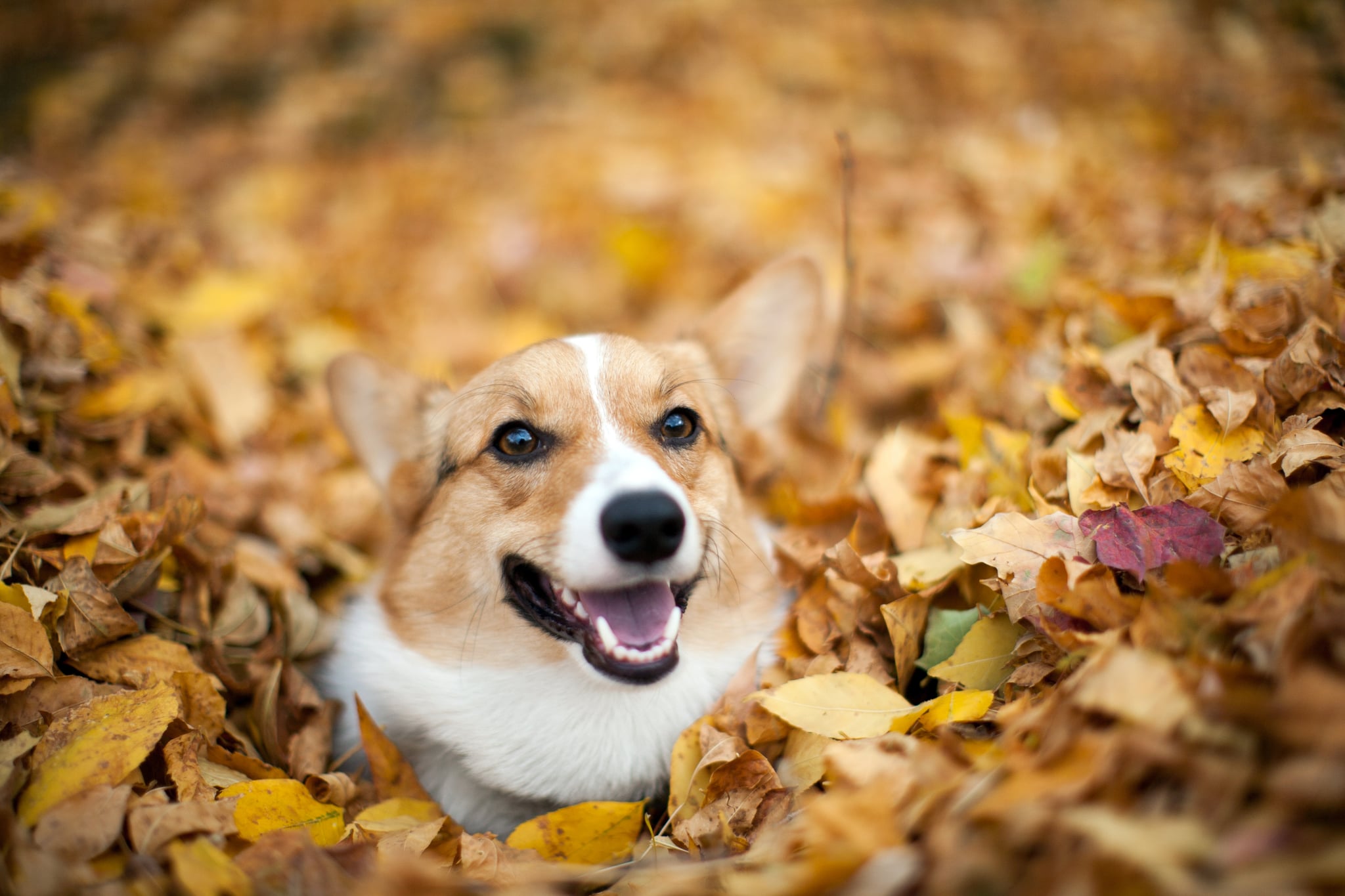 Autumn Puppy Wallpapers - Wallpaper Cave