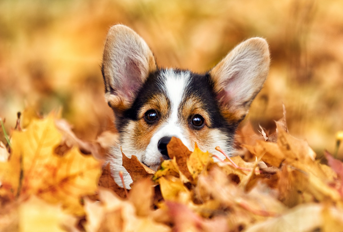 Autumn Puppy Wallpapers - Wallpaper Cave