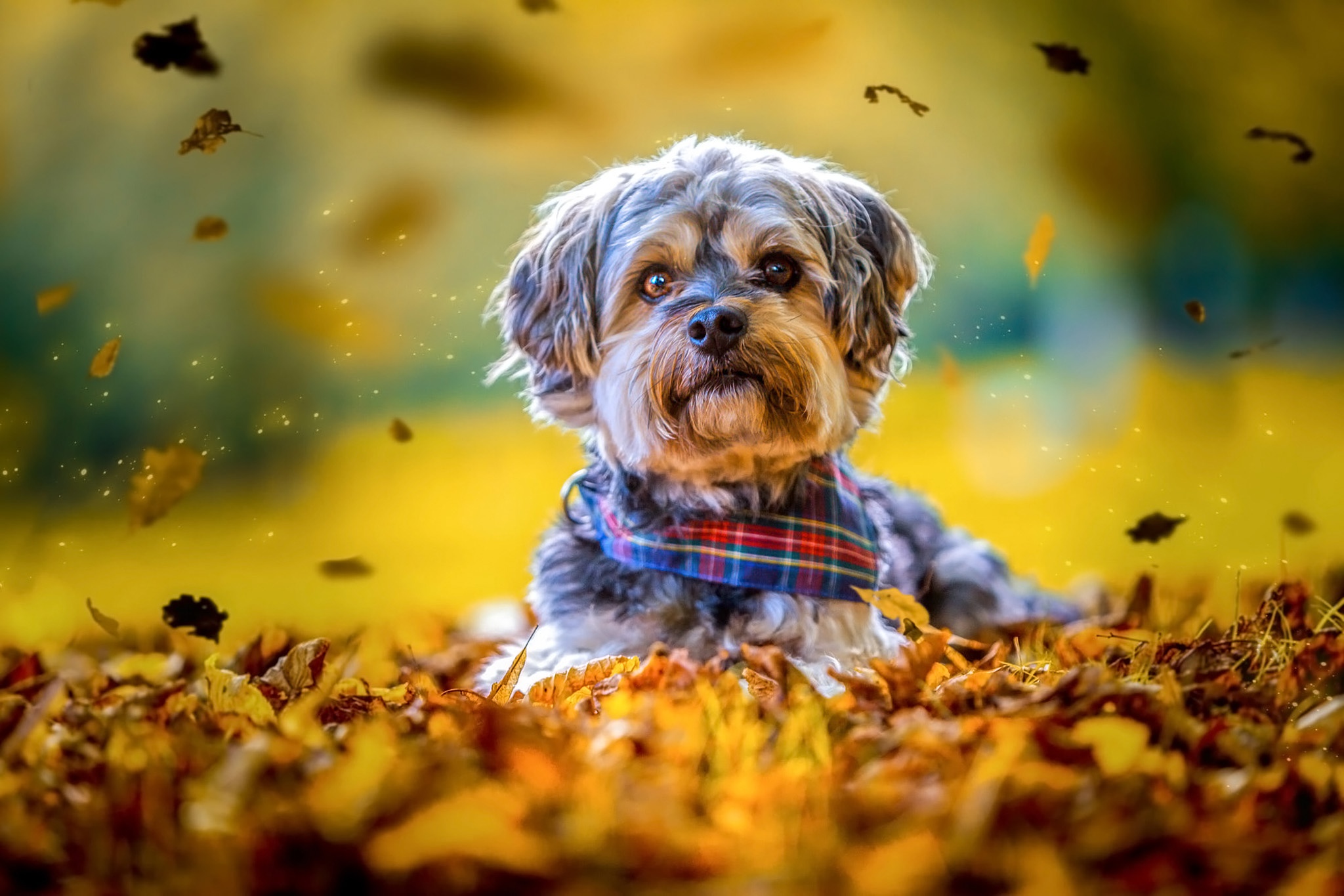 Autumn Puppy Wallpapers - Wallpaper Cave