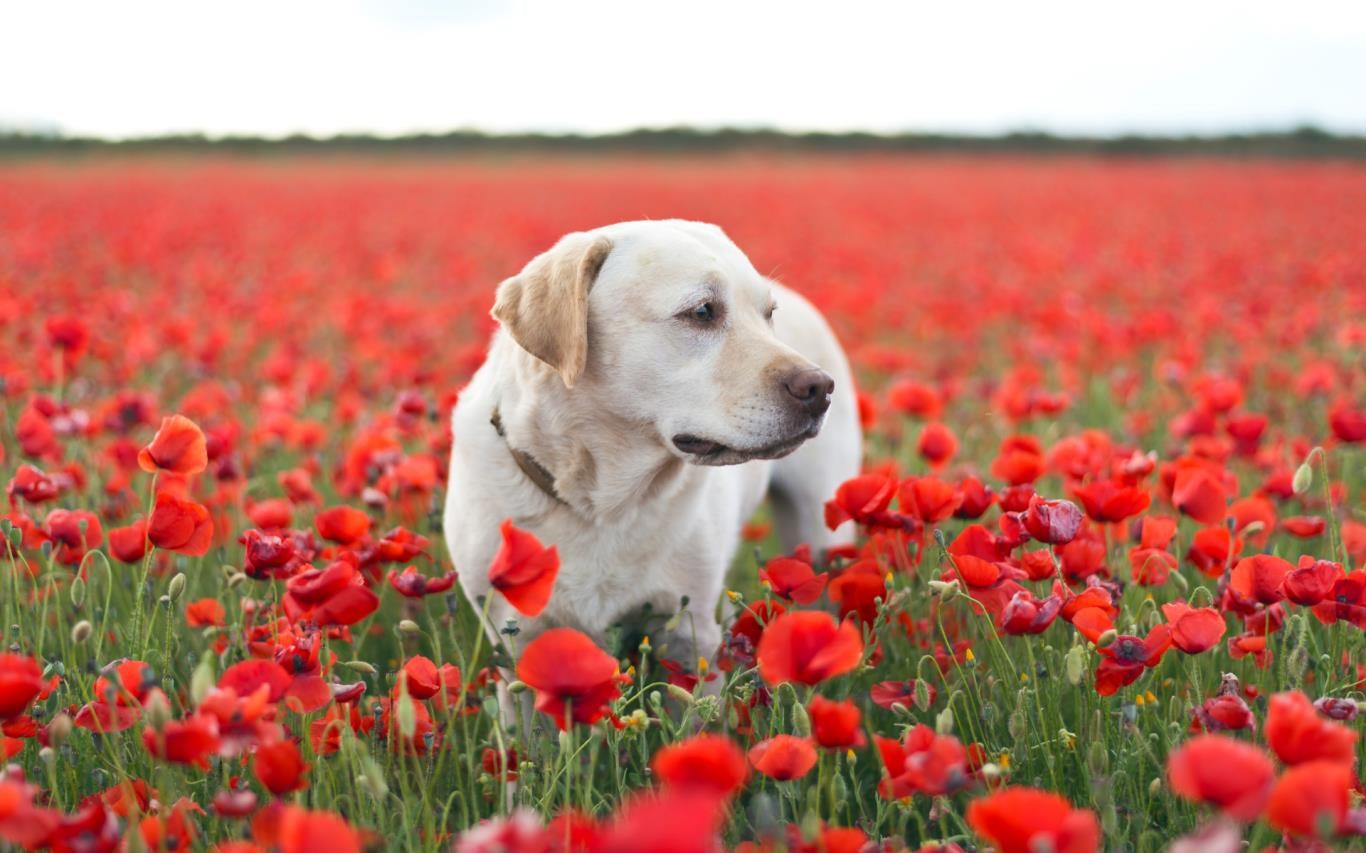 Dogs PC Wallpapers - Wallpaper Cave