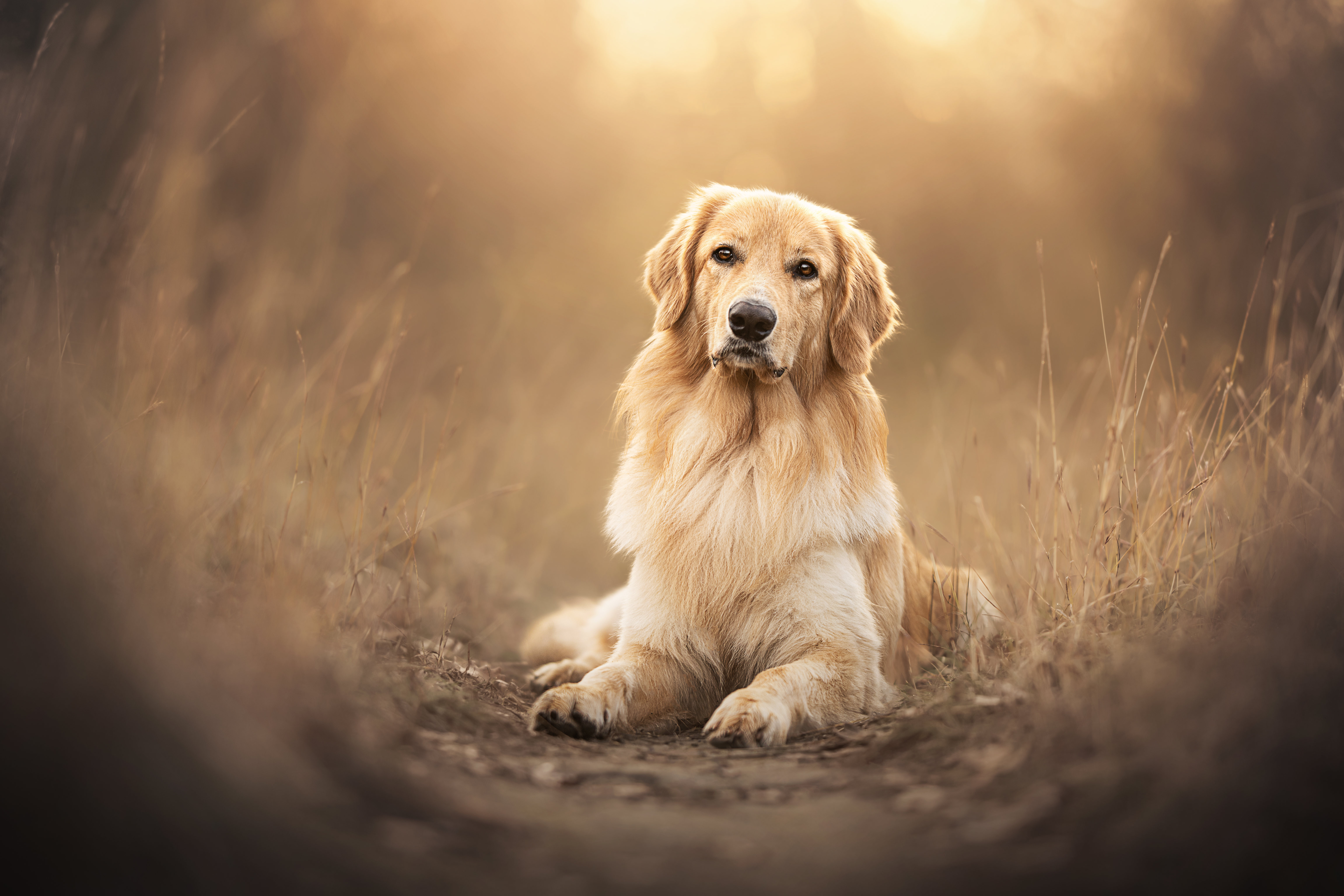 Dogs PC Wallpapers - Wallpaper Cave