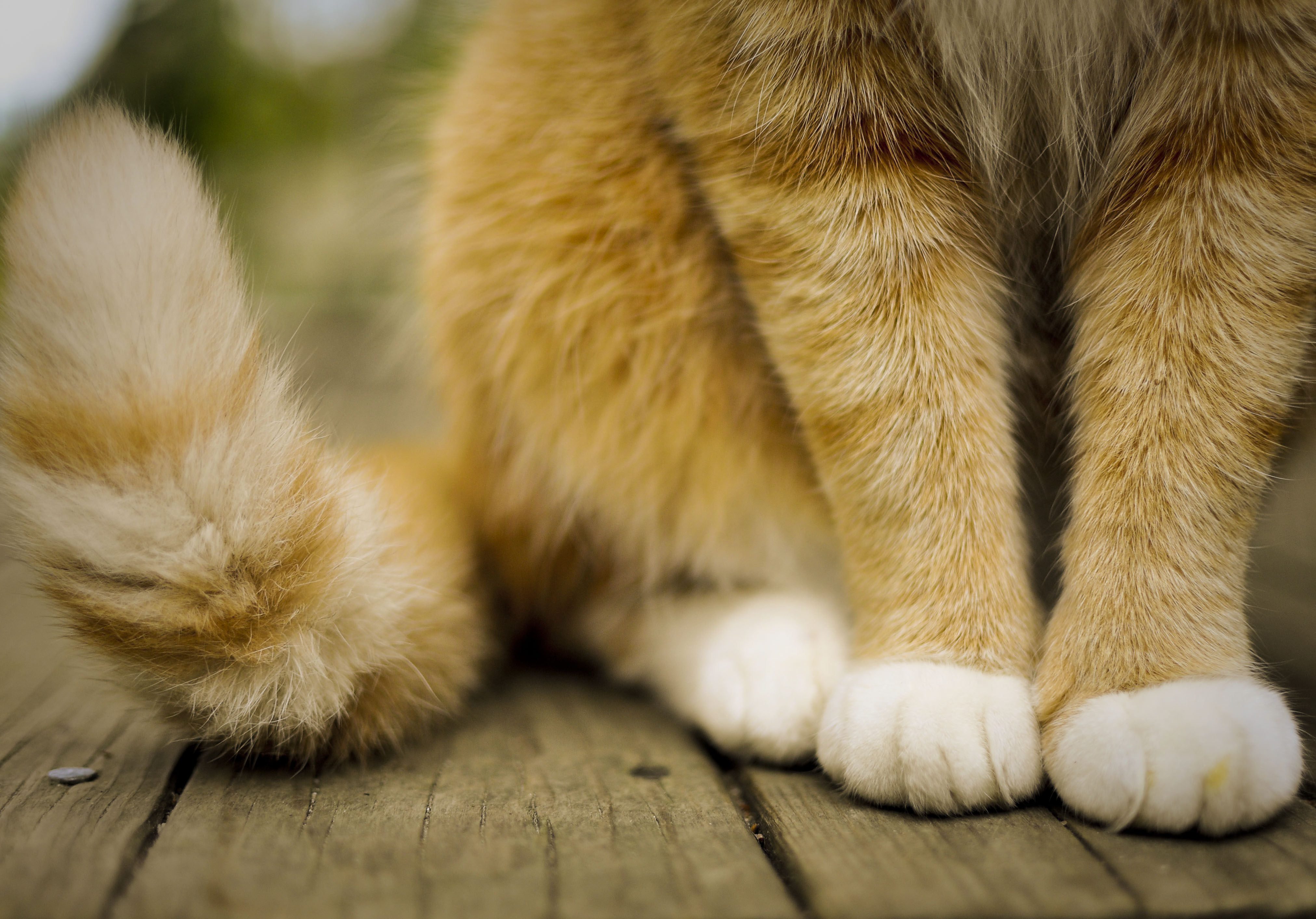 Cat Tail Wallpapers Wallpaper Cave