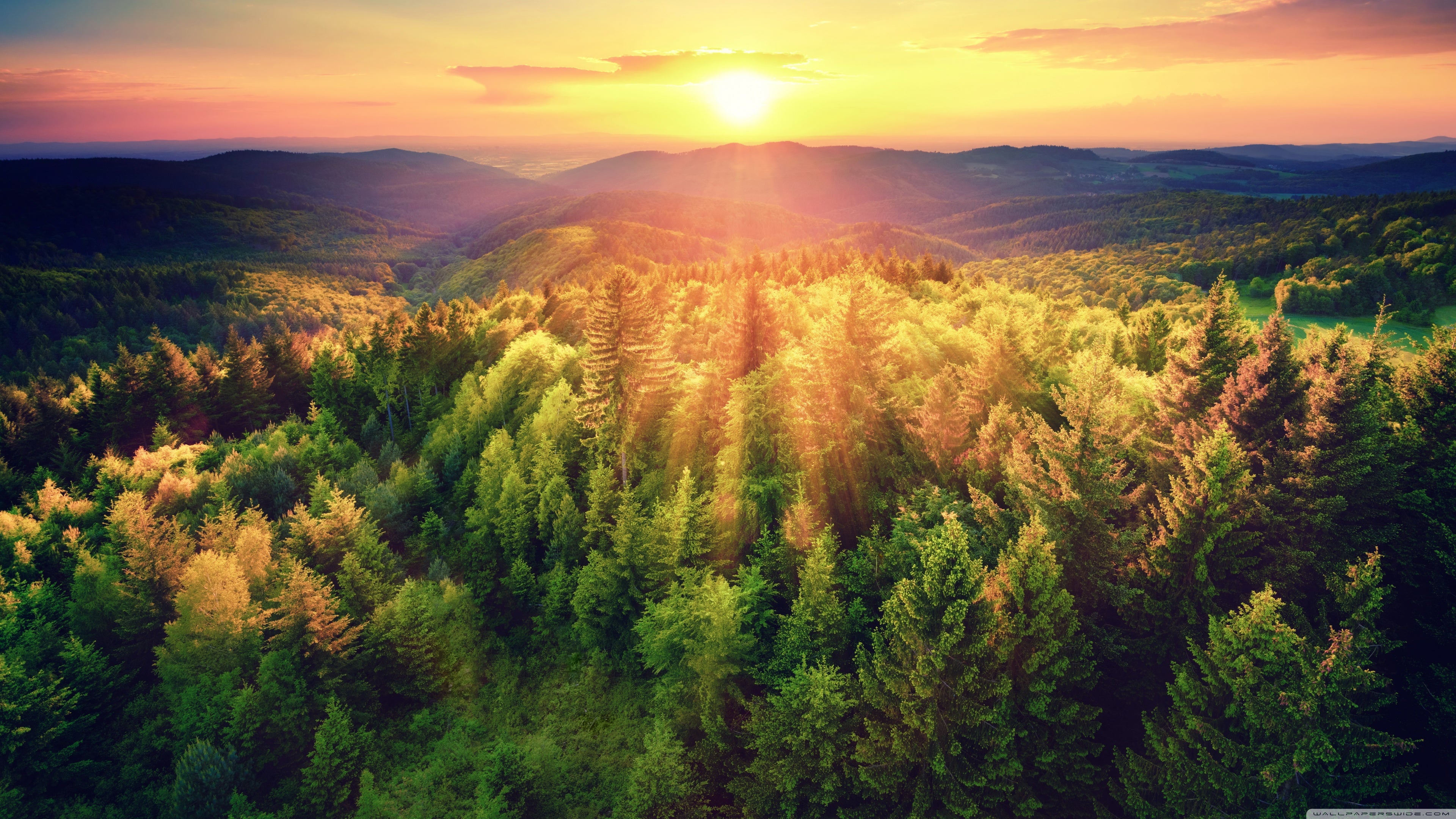 Woods 4k Wallpapers - Wallpaper Cave