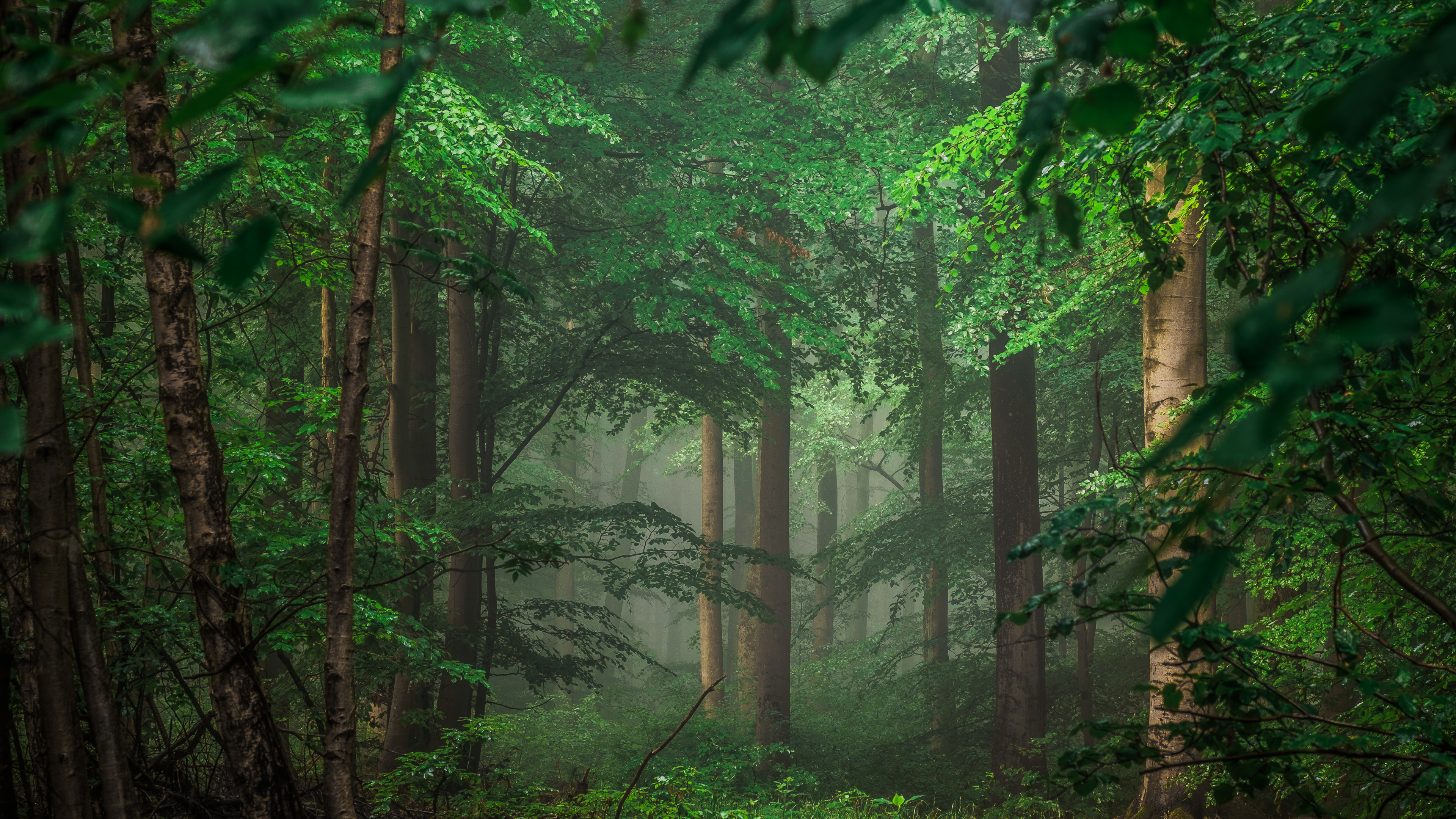 Rainforest 4k Wallpapers - Wallpaper Cave